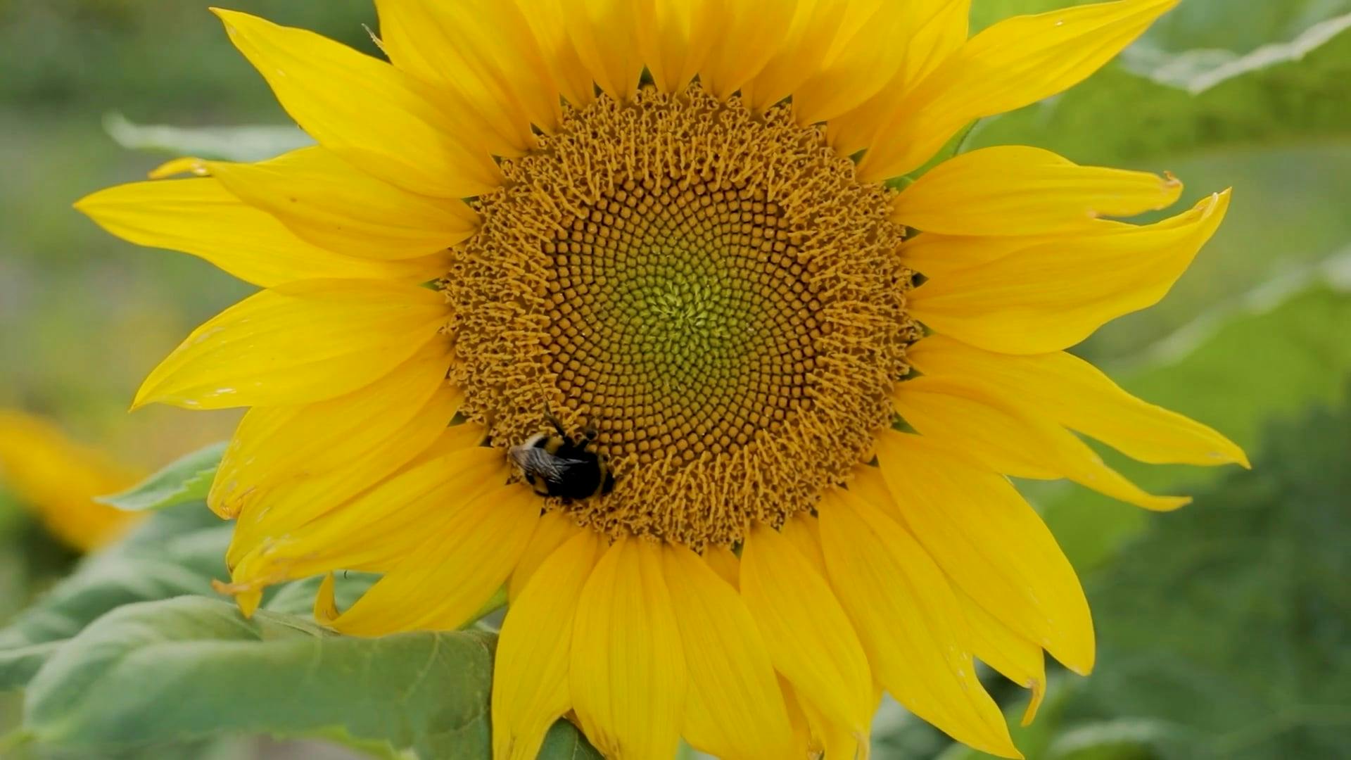 Close Up View of an Insect on the Sunflower · Free Stock Video