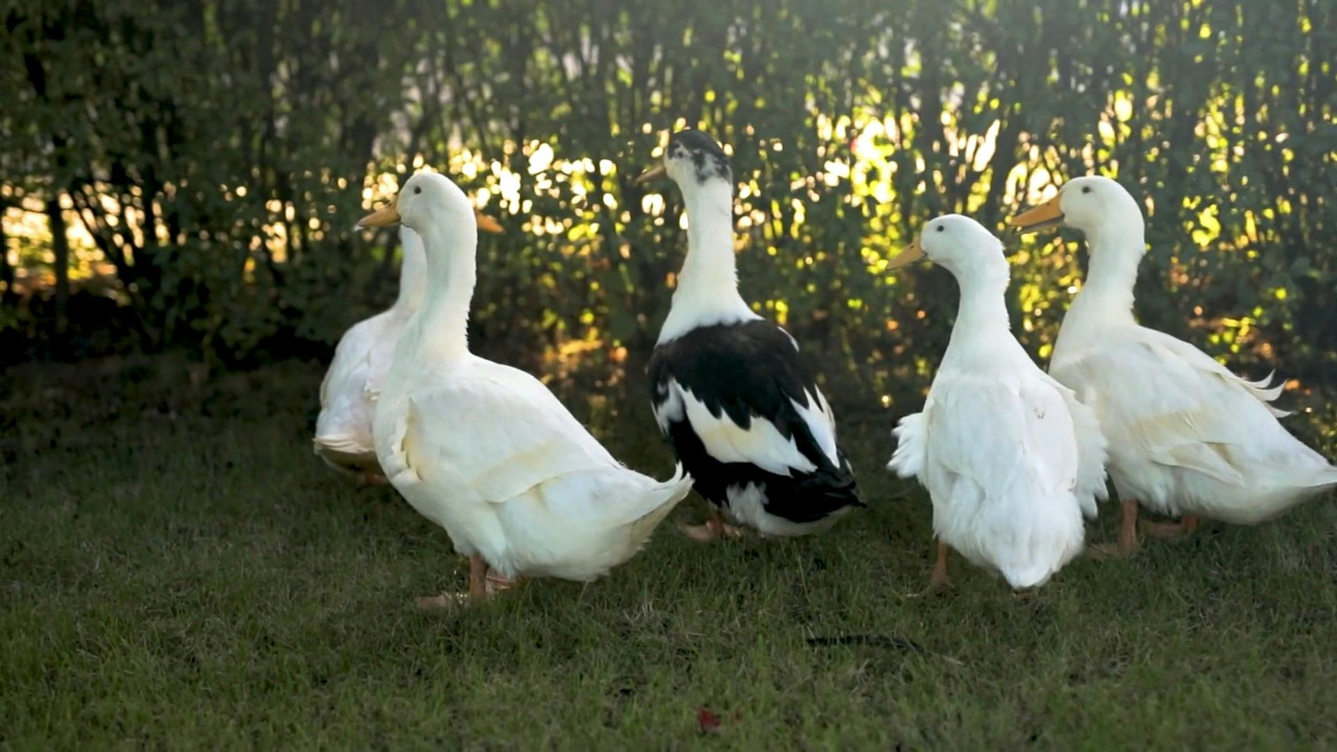 Domestic Duck Videos, Download The BEST Free 4k Stock Video Footage ...