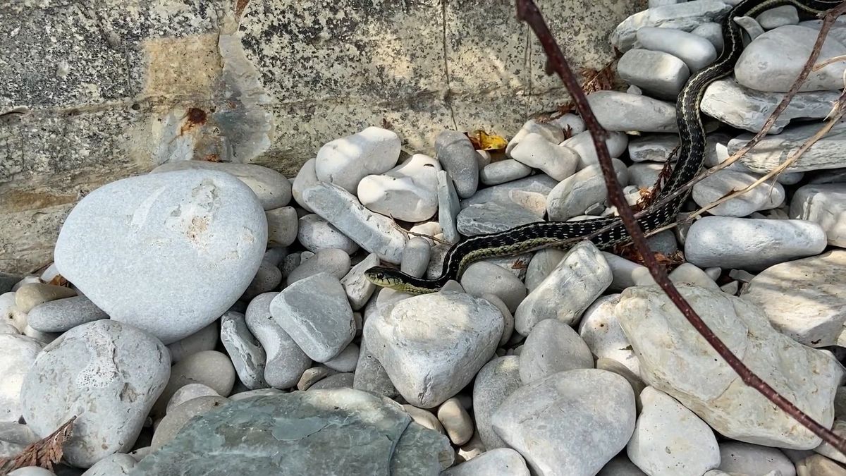 Snake Videos, Download The BEST Free 4k Stock Video Footage & Snake HD ...