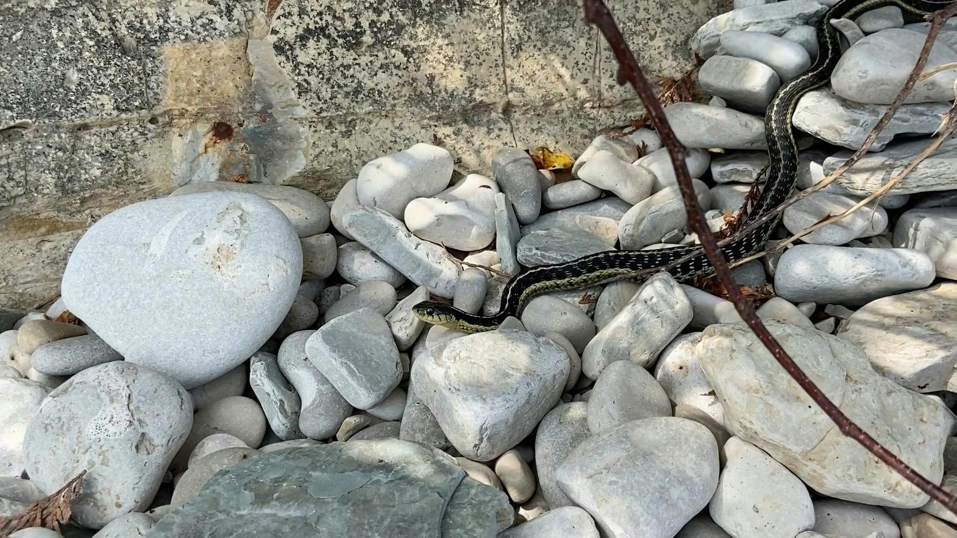 Snake on the Rocks · Free Stock Video