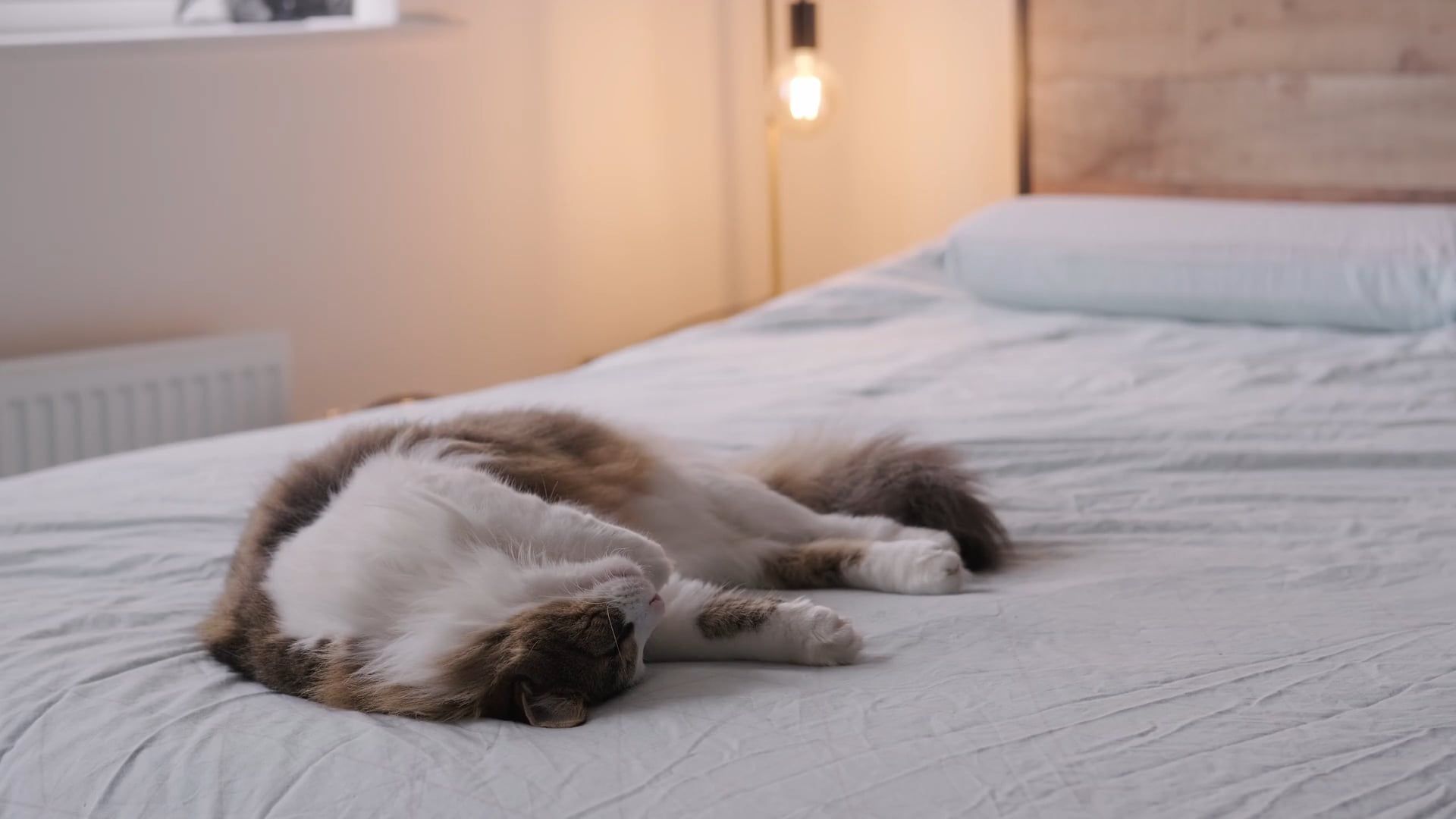 A Furry Cat Sleeping on a Bed Free Stock Video Footage, Royalty-Free 4K ...