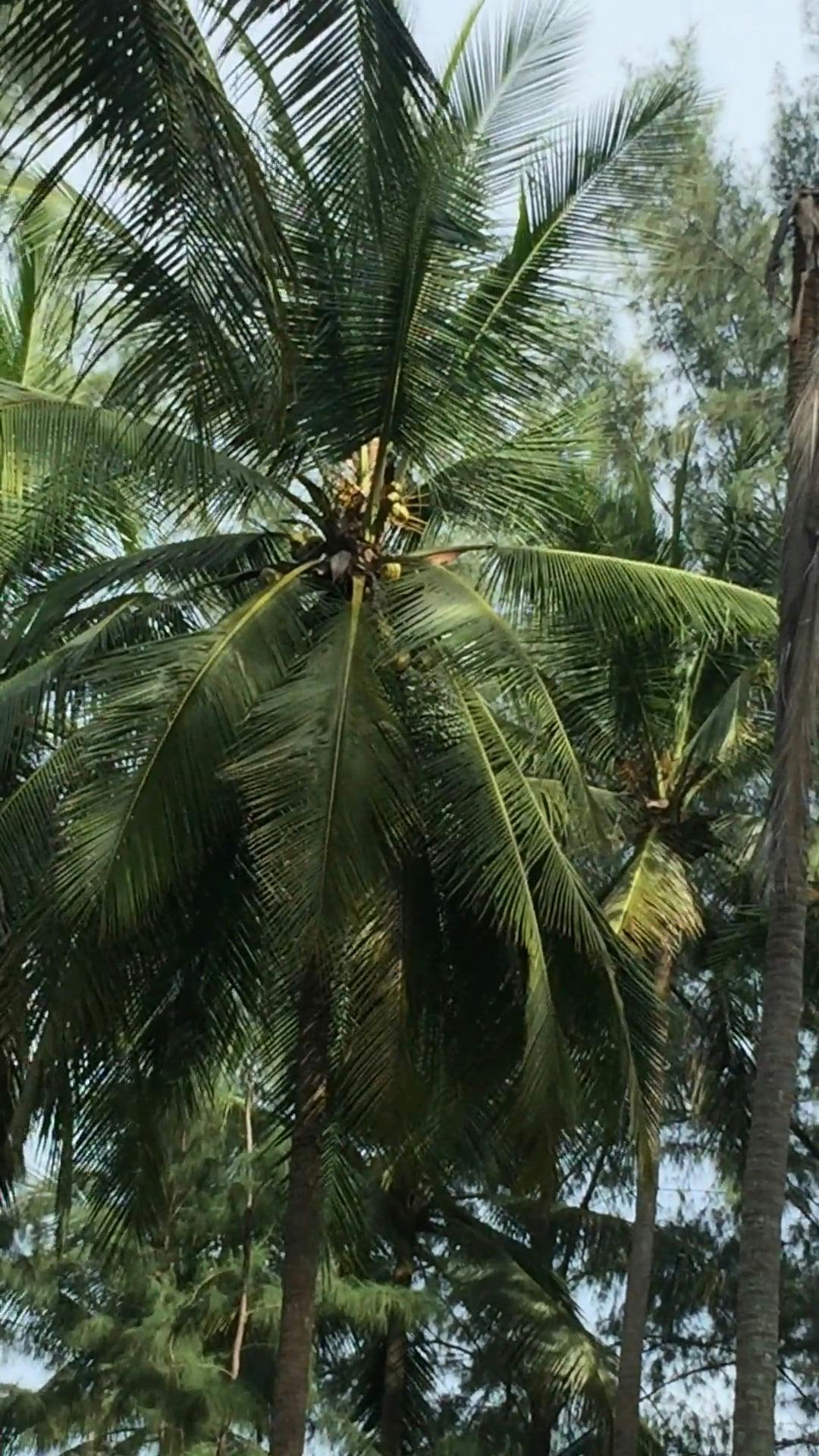 Hybrid Coconuts Plantation Videos, Download The BEST Free 4k Stock ...