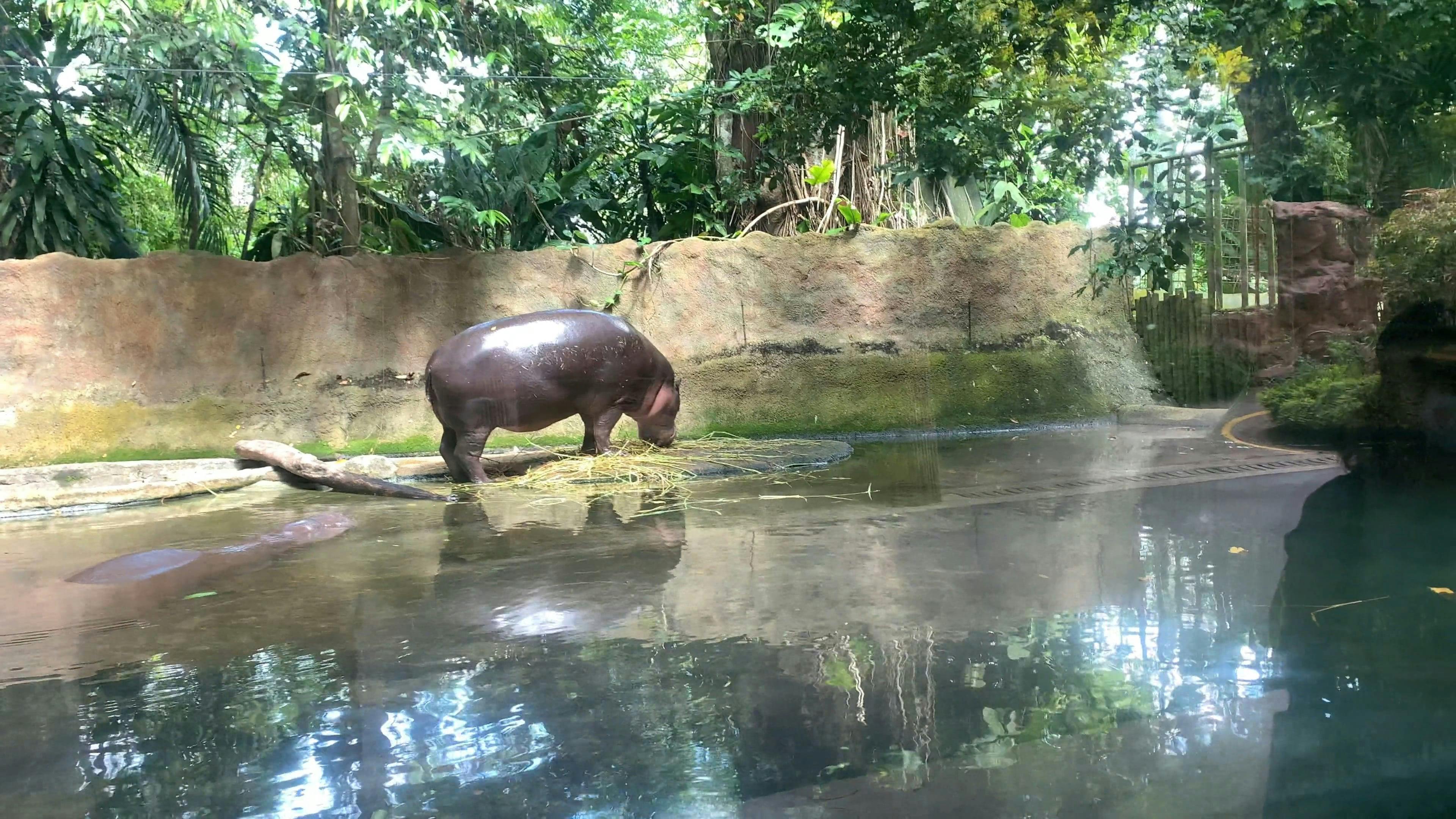 Zoo Video Videos, Download The BEST Free 4k Stock Video Footage & Zoo ...