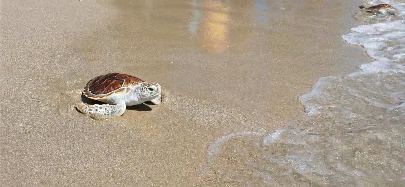 Turtle Videos, Download The BEST Free 4k Stock Video Footage & Turtle ...