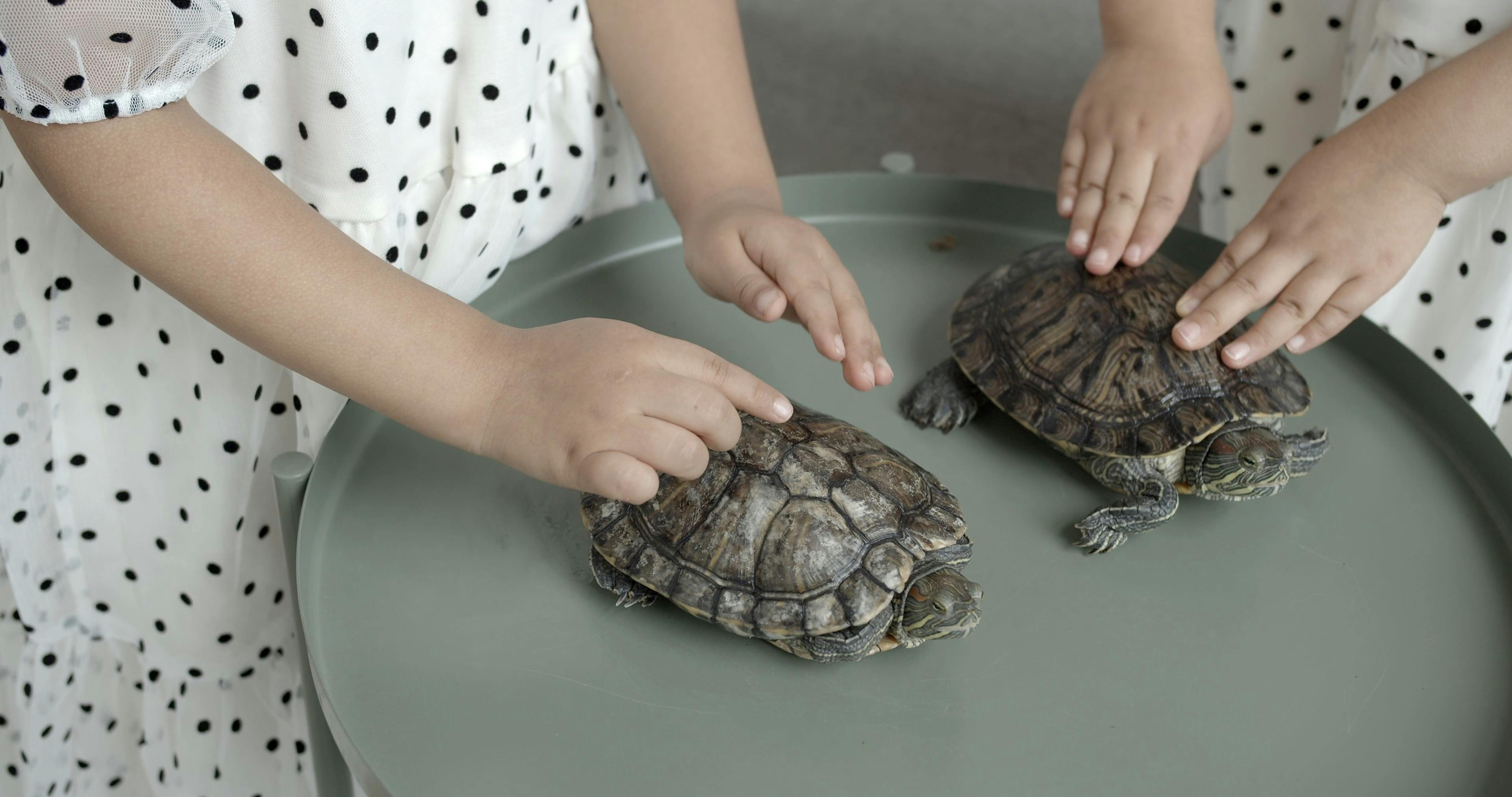 Little Kids Touching The Turtles Free Stock Video Footage, Royalty-Free ...