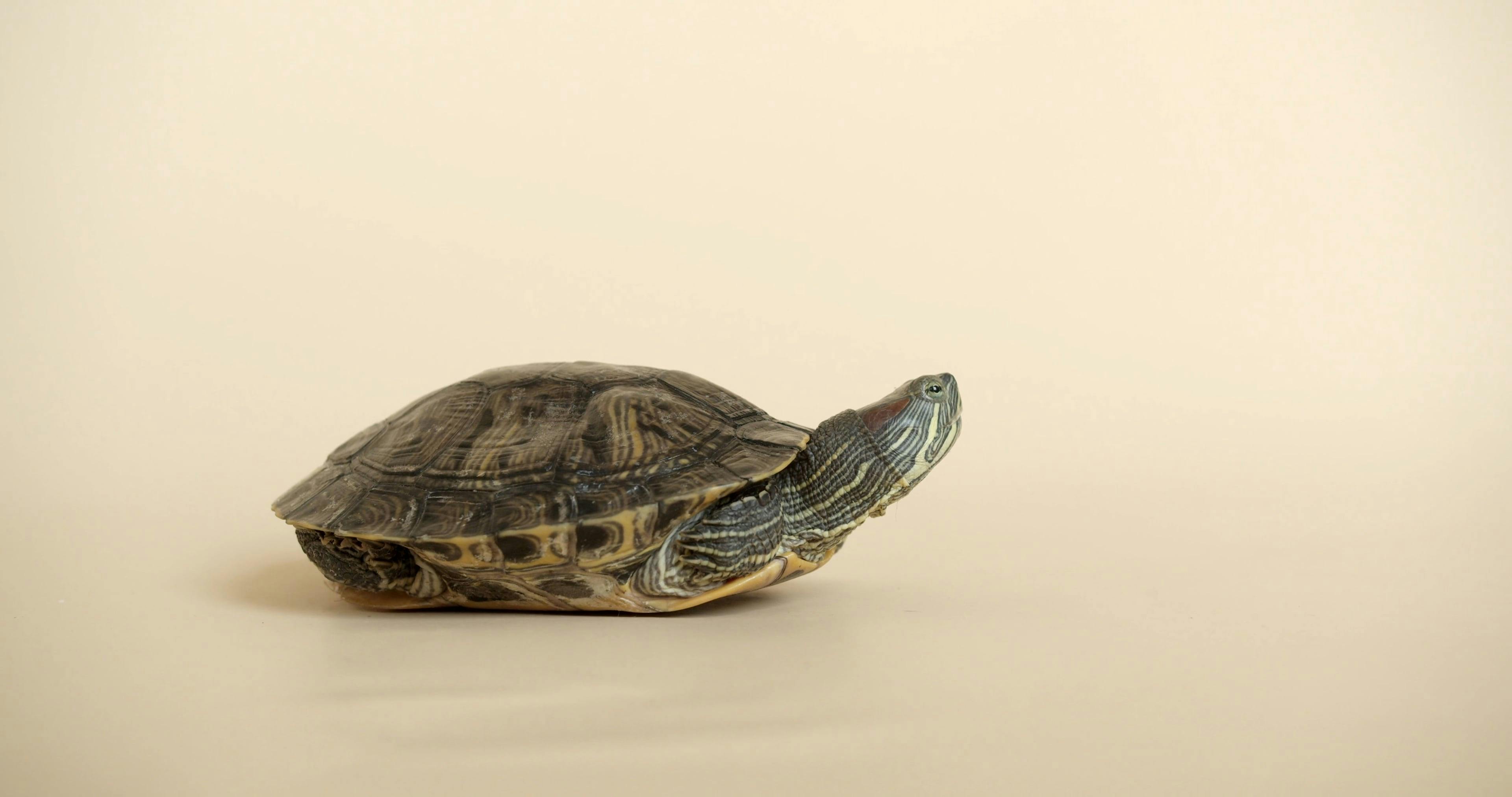 Turtle Anatomy Videos, Download The BEST Free 4k Stock Video Footage ...