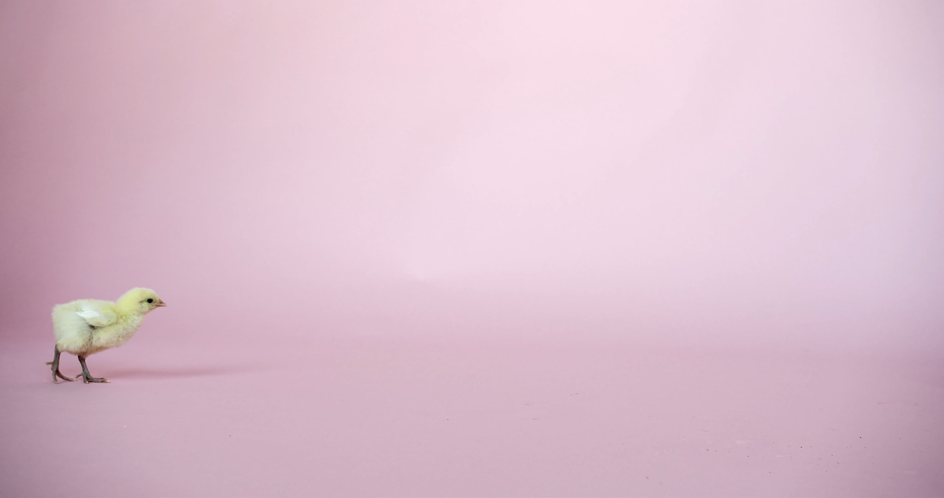A Cute Chick on Light Pink Background · Free Stock Video