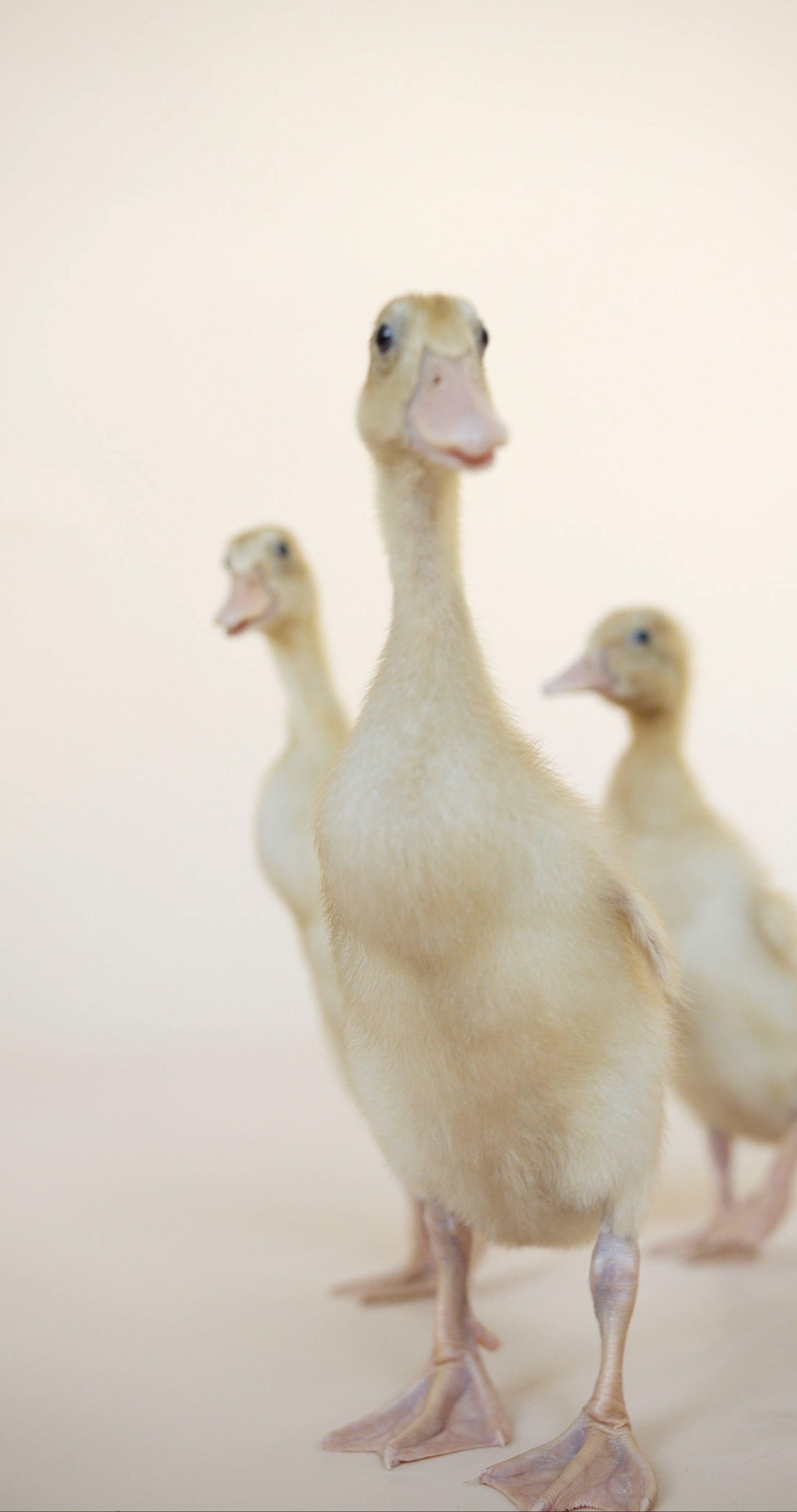 A Group of Ducks Walking Free Stock Video Footage, Royalty-Free 4K & HD ...