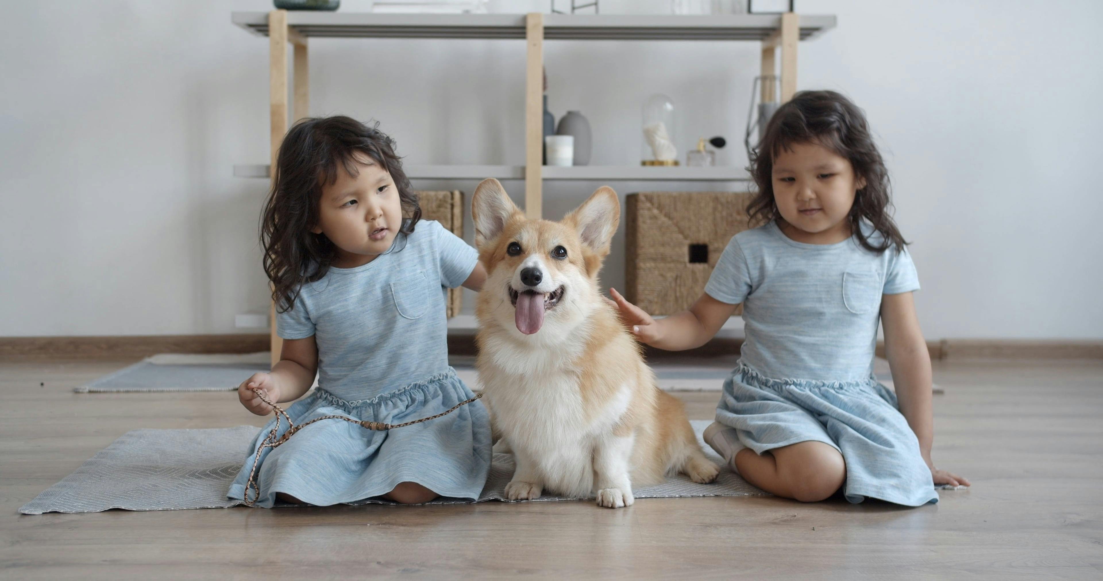 Twin Girls Touching a Corgi Dog Free Stock Video Footage, Royalty-Free ...