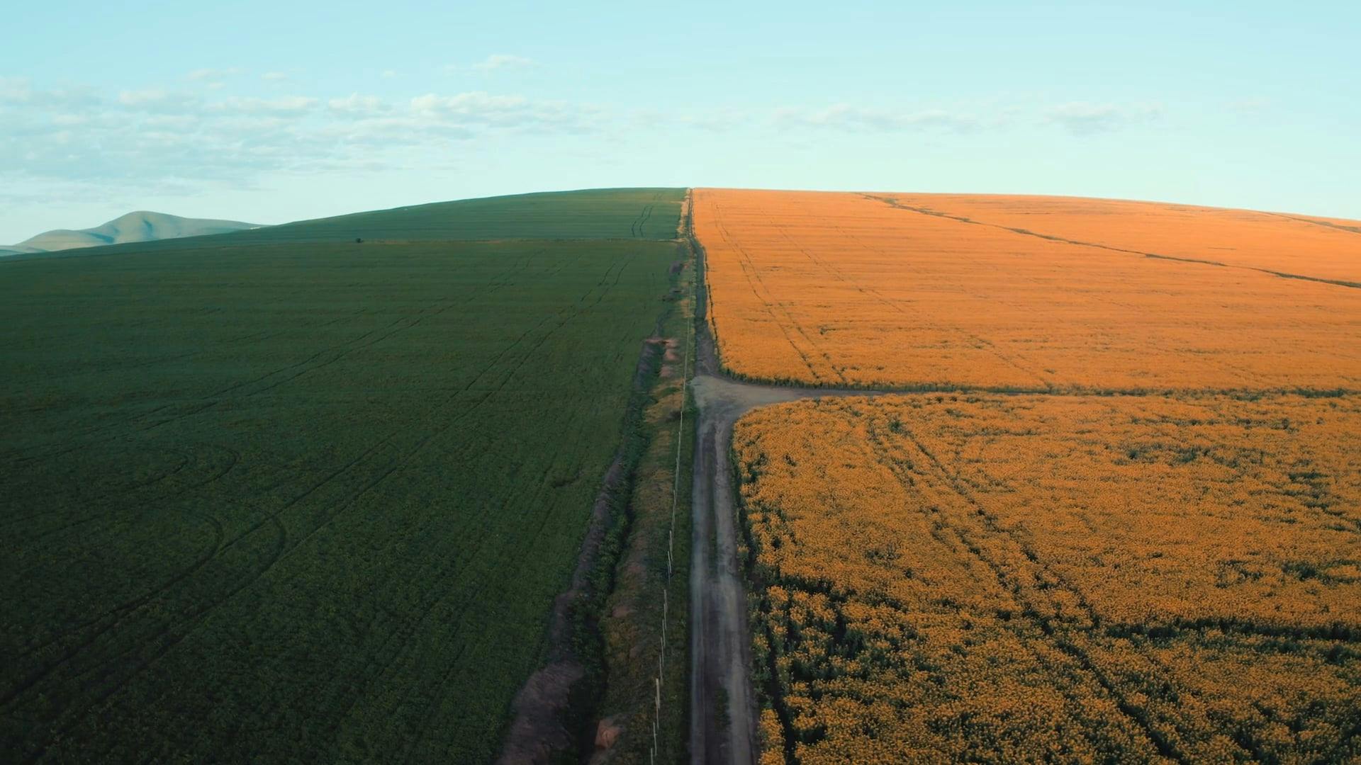 Footage Of A Woman Running In The Field Full Of Flowers Free Stock ...