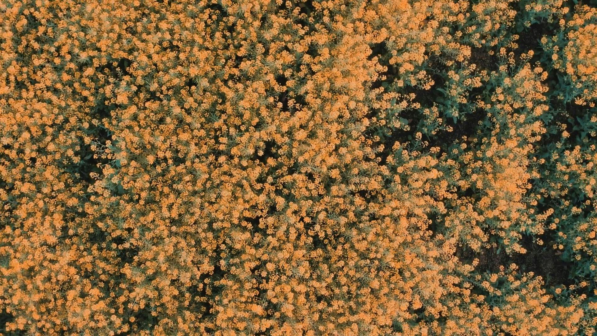 Drone Footage of Flower Field · Free Stock Video