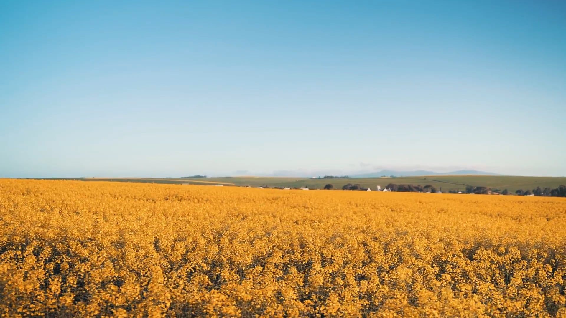 Backside Of A Woman Running In A Field Of Flowers Free Stock Video ...