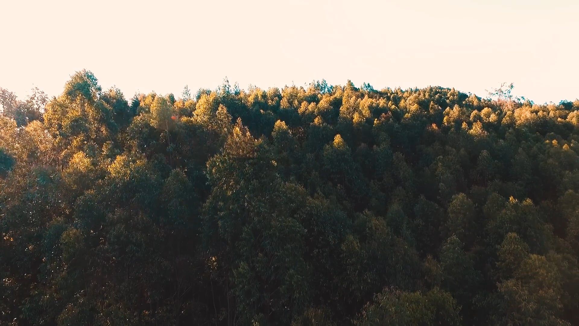 The Autumn Season Turn Forest Into A Colorful Scenery · Free Stock Video