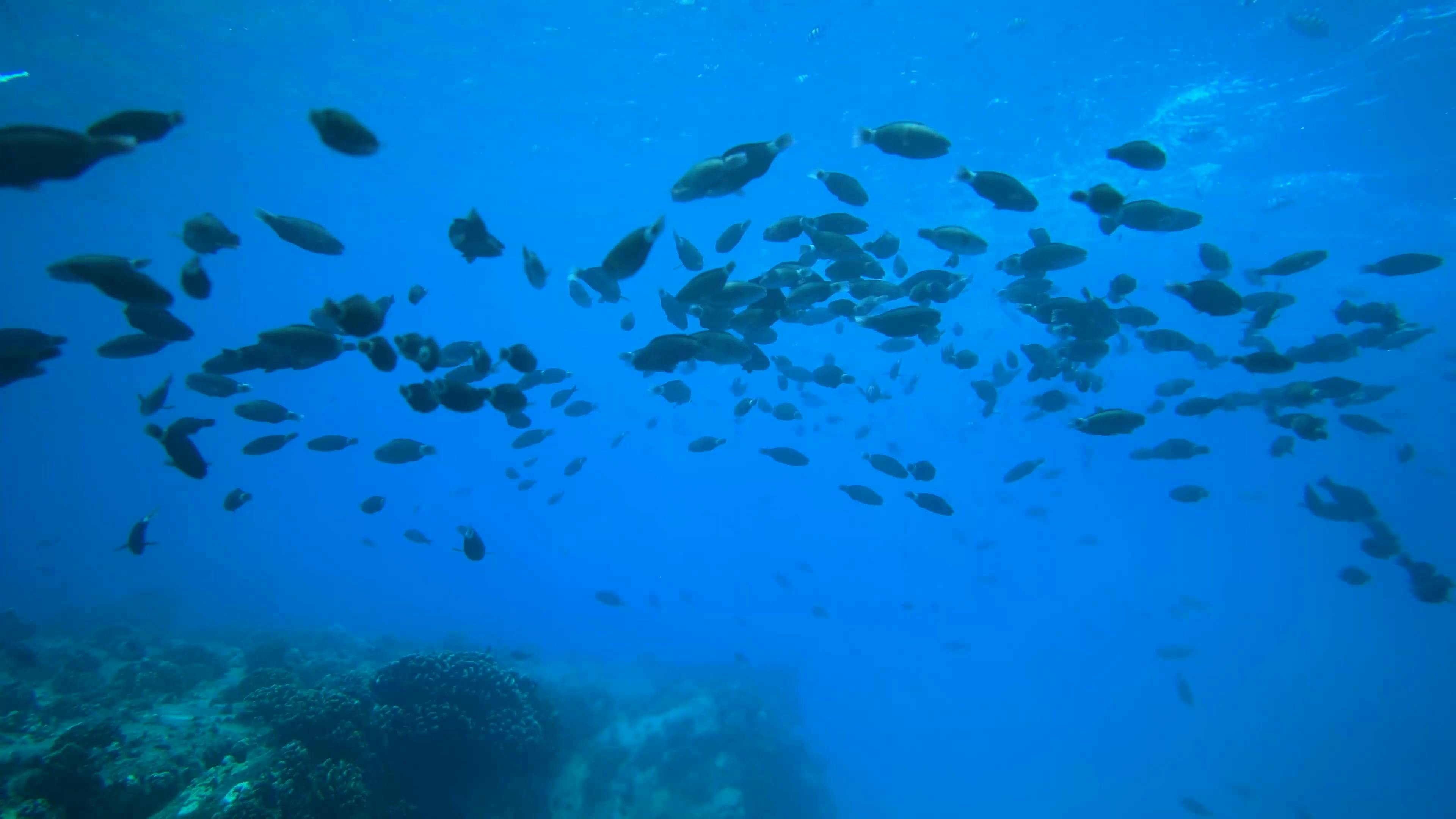 Australia Schools Videos, Download The BEST Free 4k Stock Video Footage ...