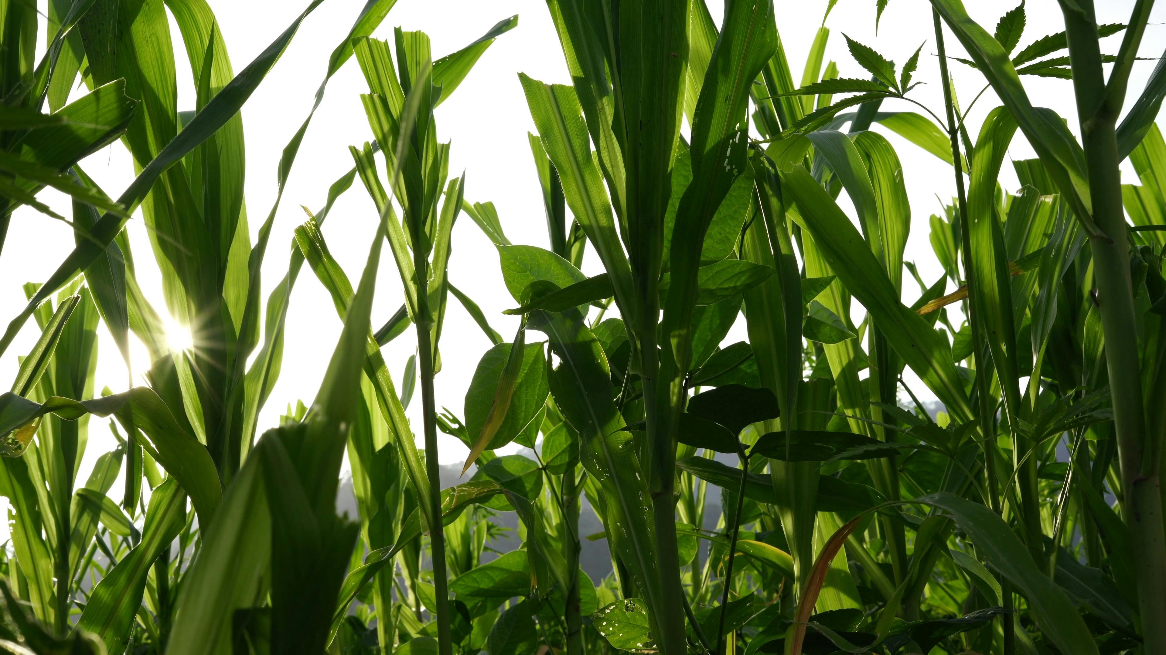 Close Up View of Agricultural Crops Free Stock Video Footage, Royalty ...