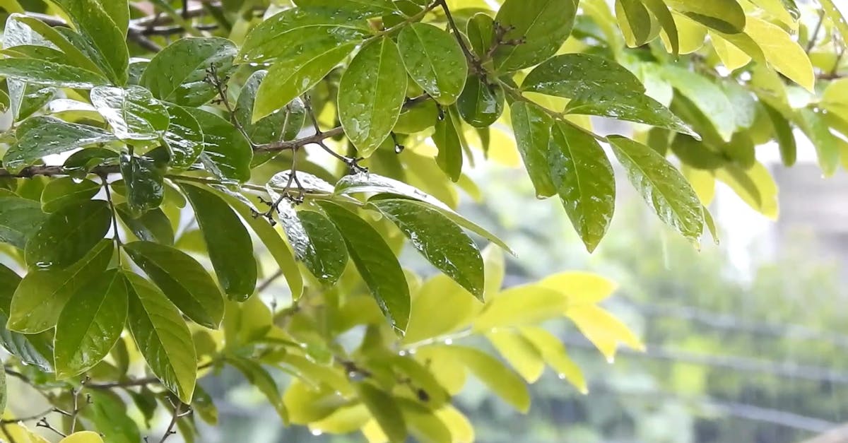 강우 경치 고요함 나무 나무의 잎 나뭇잎 녹색 달래는 리프 텍스처 무성한 물 방울 배경을 흐리게 비 비