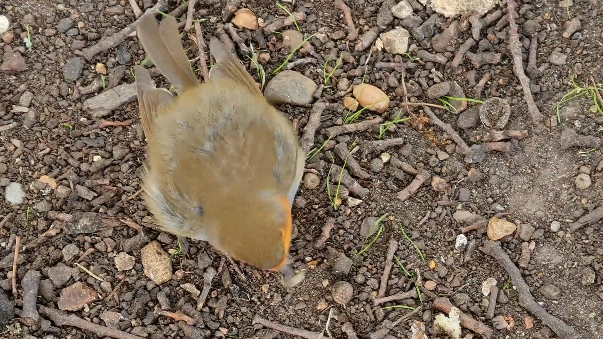 Close Up Video of a Small Bird Hopping on Ground Free Stock Video ...