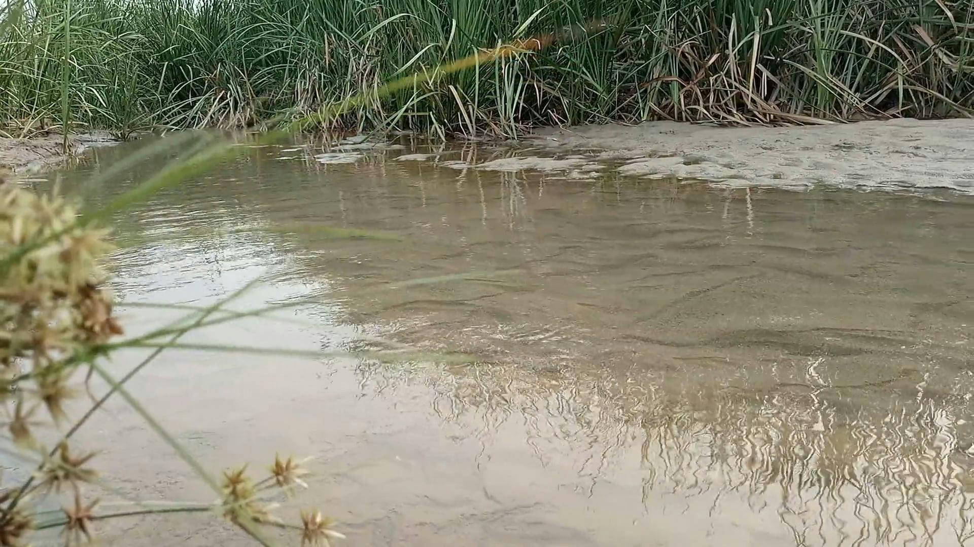 View of Shallow Water Flowing through Grass · Free Stock Video