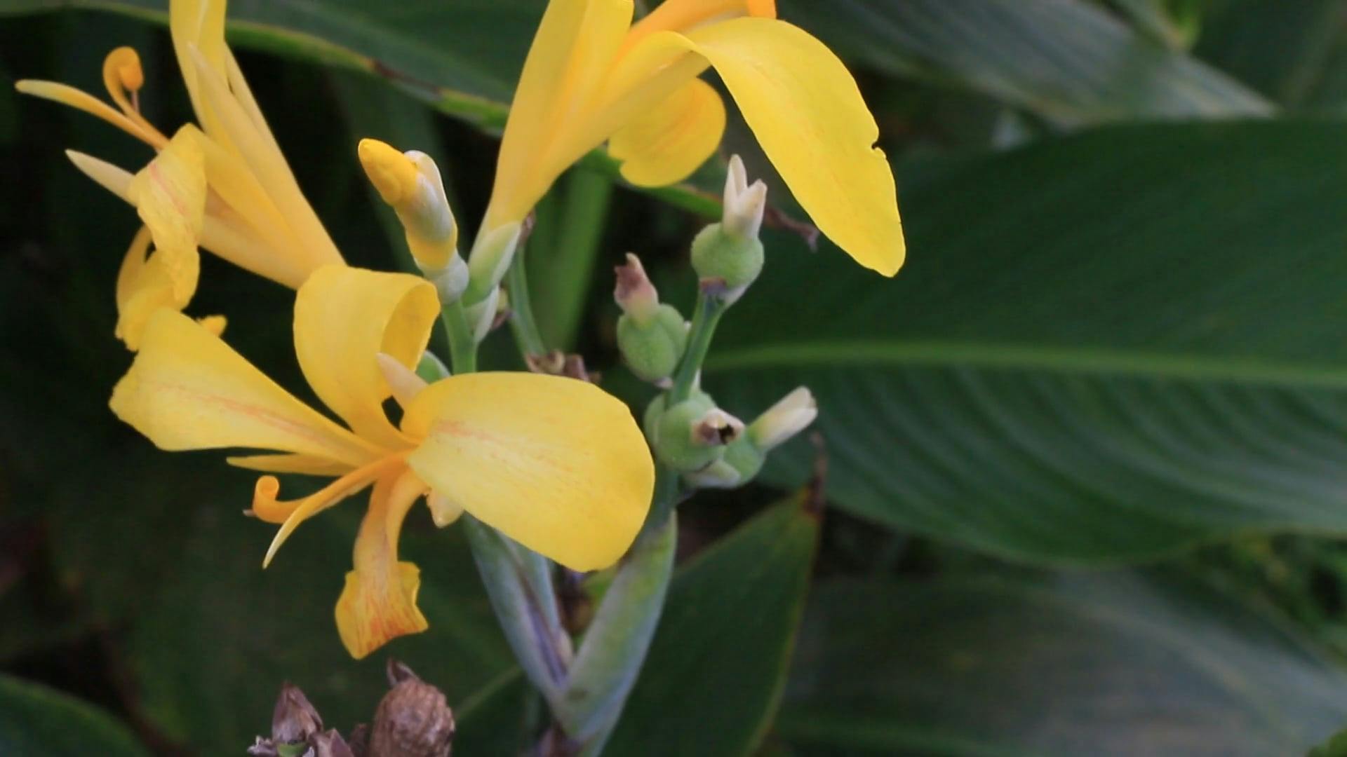 Schlumberger Bridgessii Canna Videos, Download The BEST Free 4k Stock ...