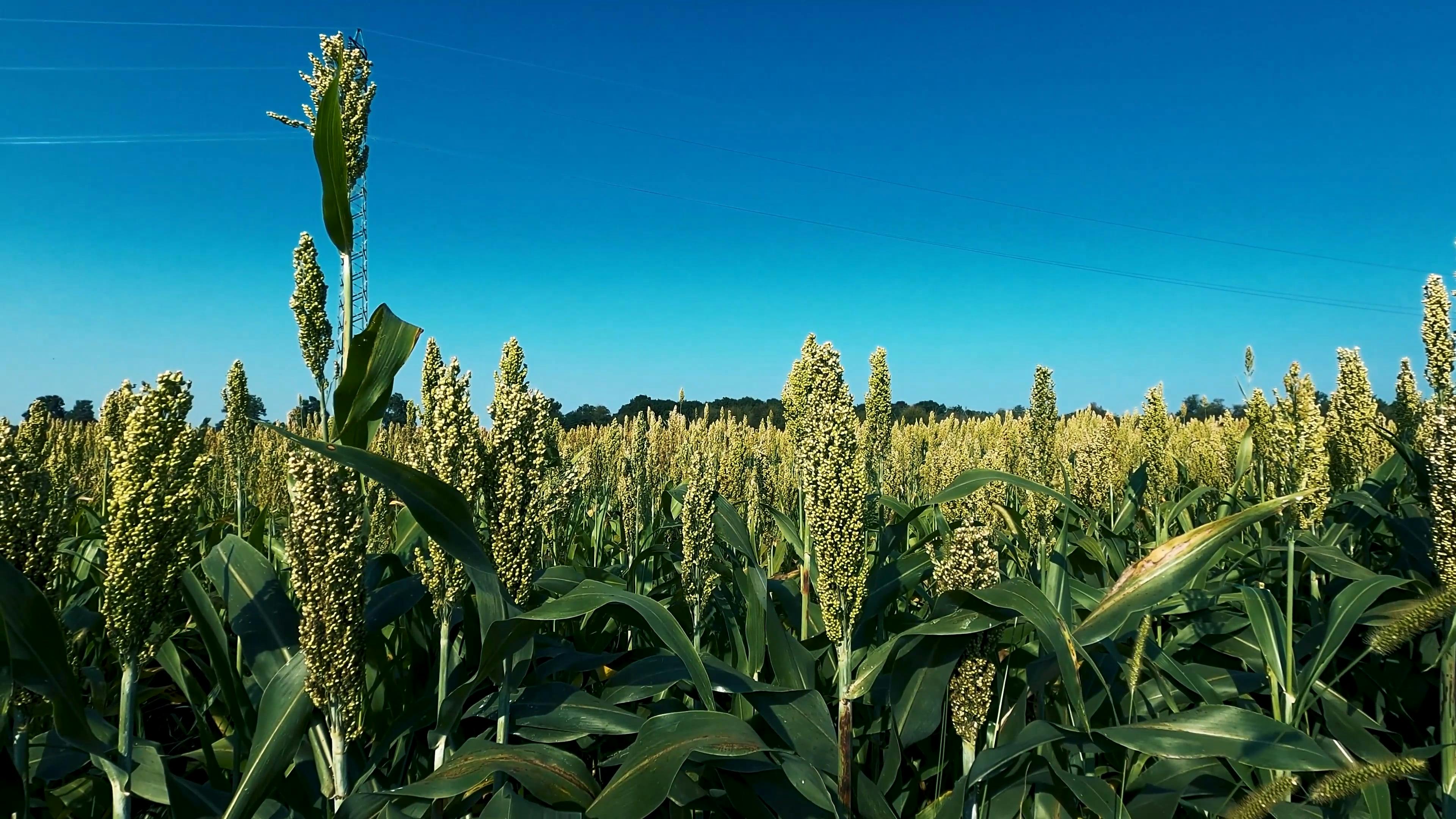 A Drone Footage of a Corn Field Free Stock Video Footage, Royalty-Free ...