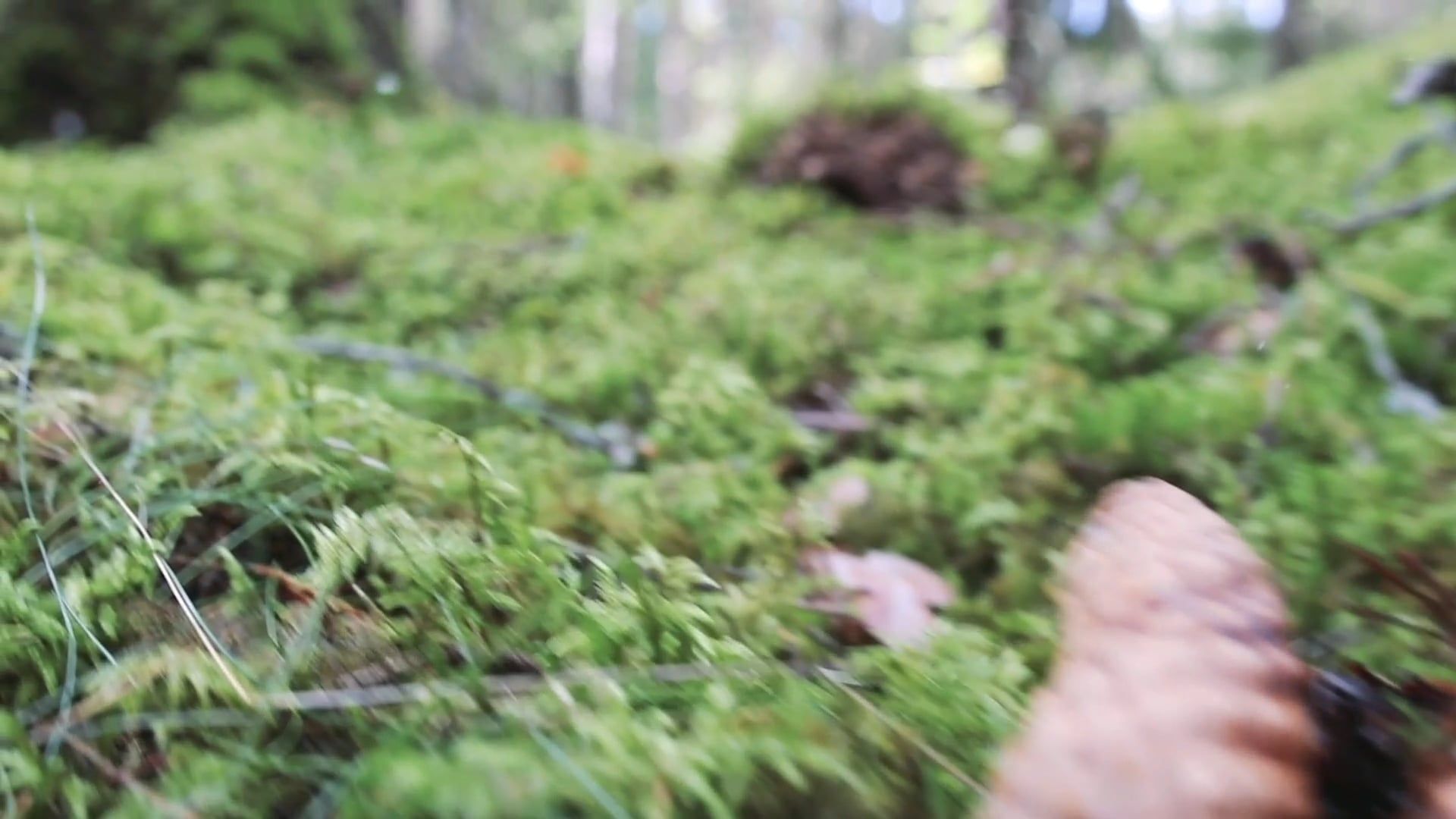 Moss And Crawling Plants Growing On The Tree Trunks In A Forest Free ...