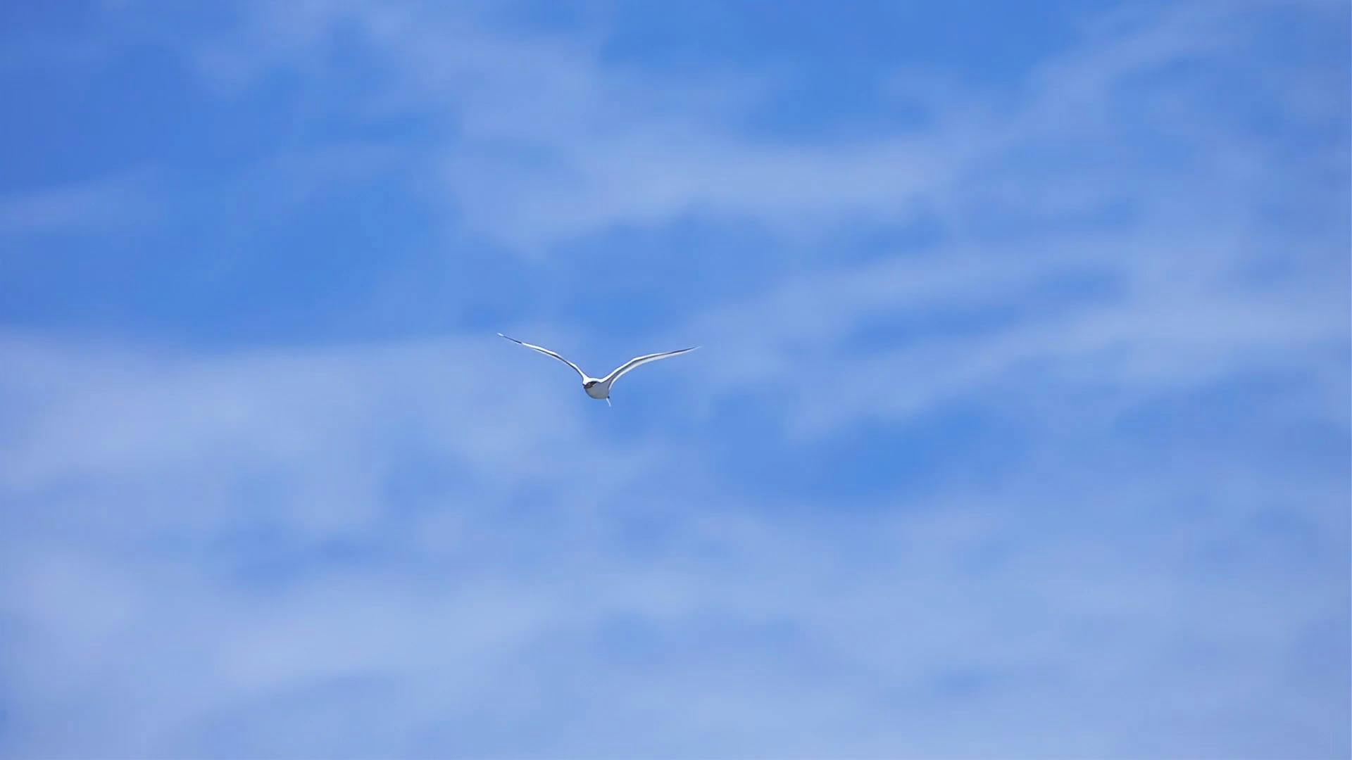 Birds flying Free Stock Video Footage, Royalty-Free 4K & HD Video Clip