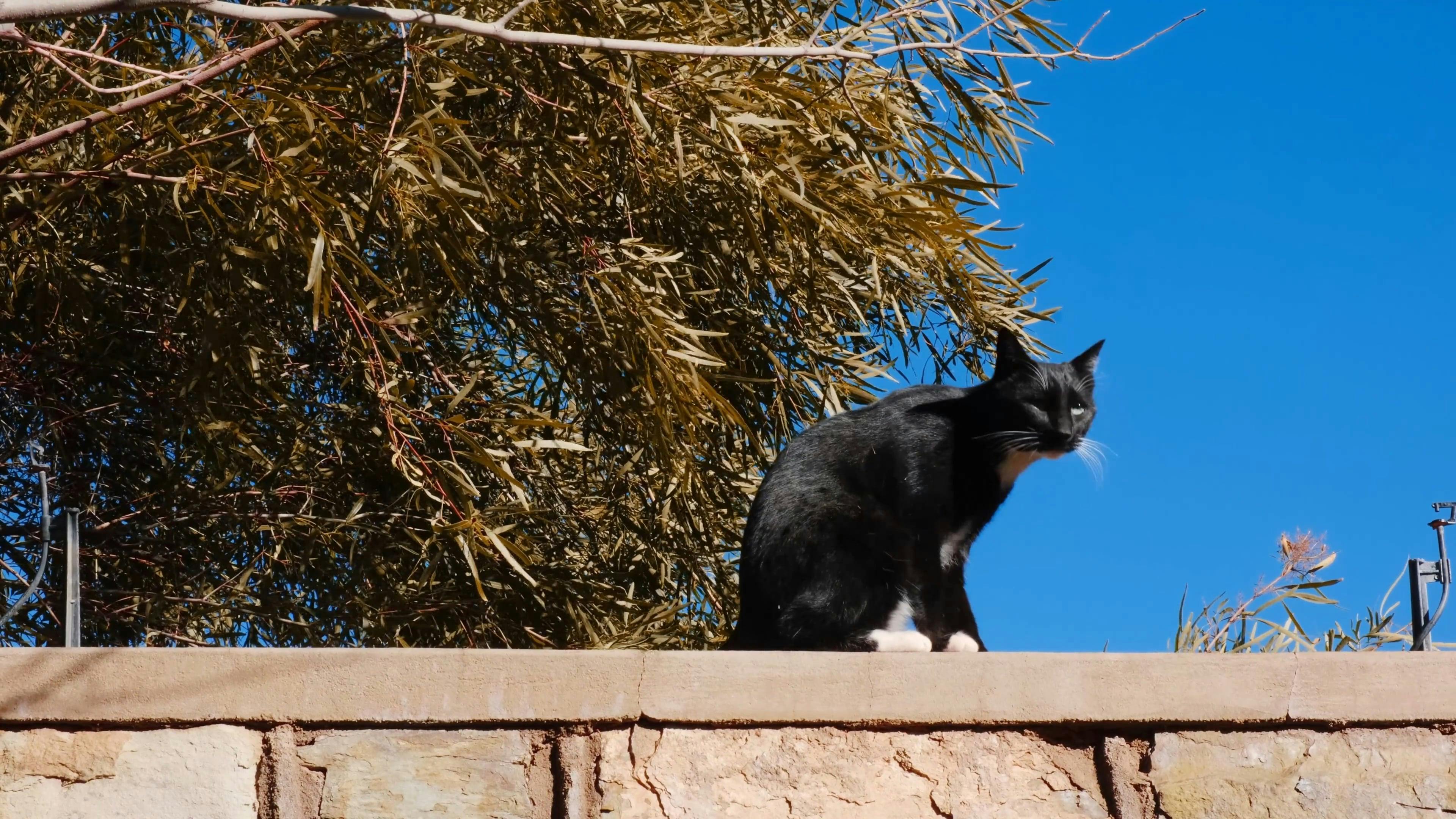 Vídeos de stock gratuitos sobre @al aire libre, adorable, al aire libre ...