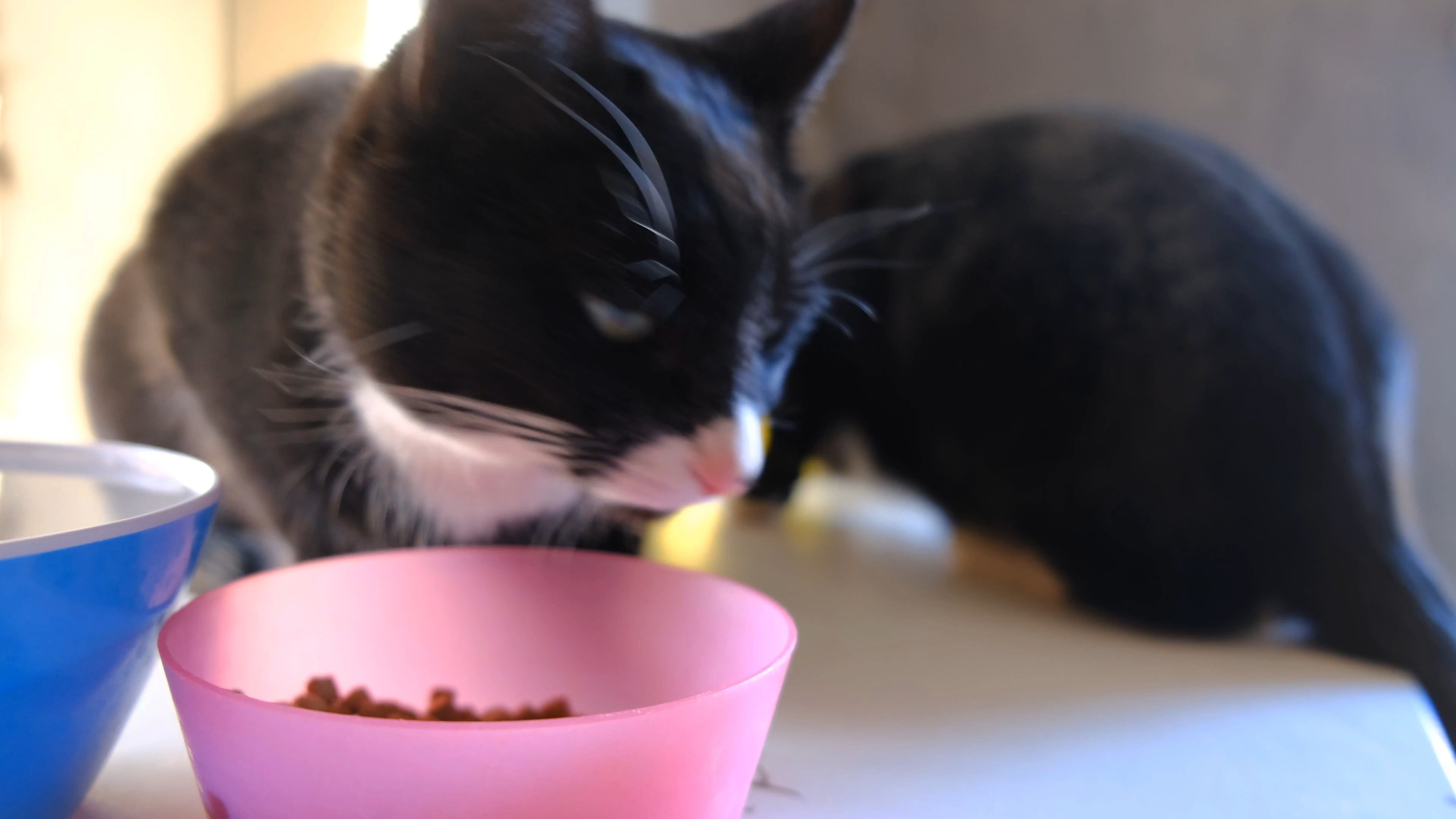 Close-Up Video of Three Cats Eating · Free Stock Video