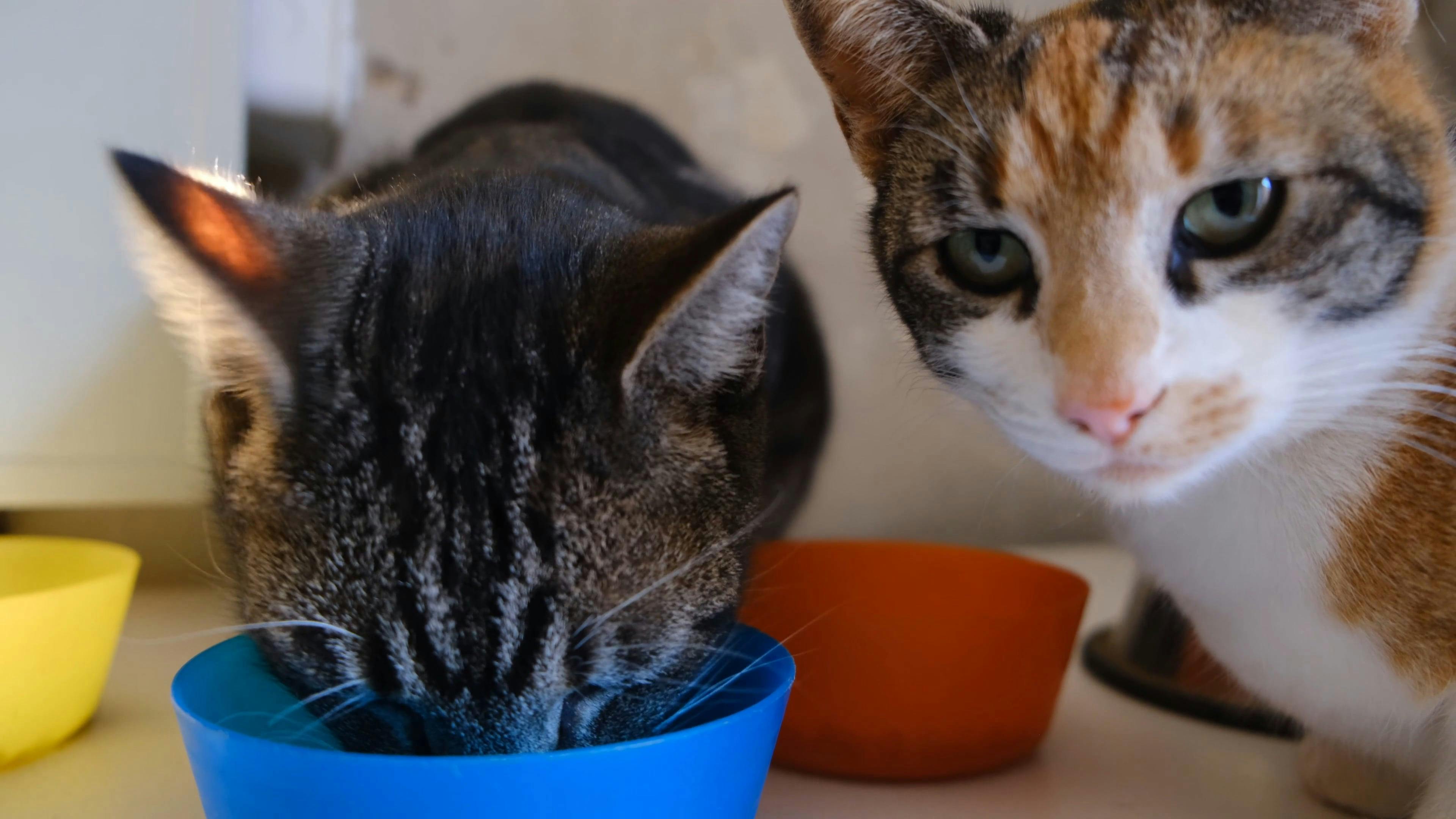 Close-Up Video of Three Cats Eating · Free Stock Video
