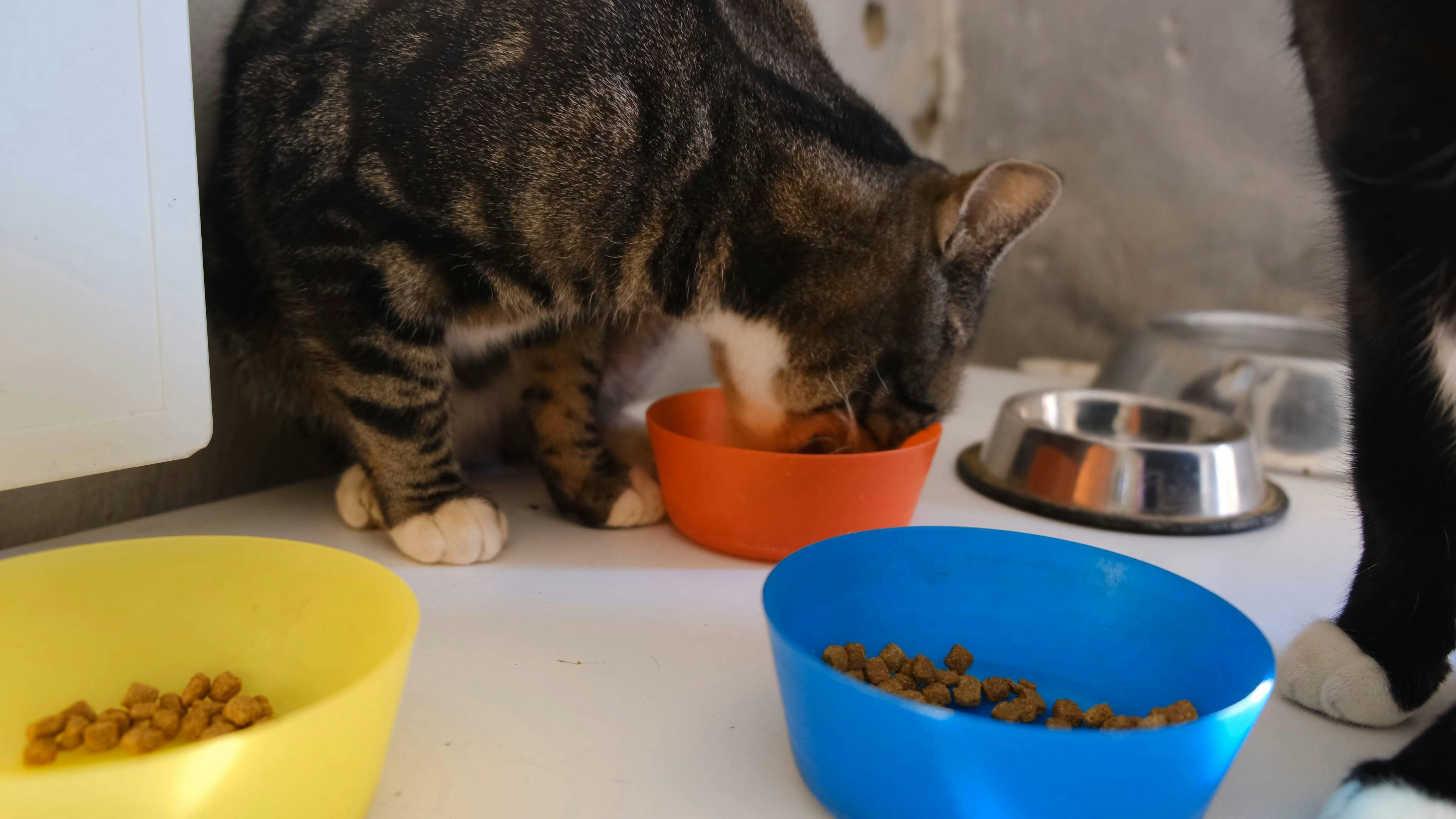 Hungry Cats Videos, Download The BEST Free 4k Stock Video Footage & Hungry Cats HD Video Clips