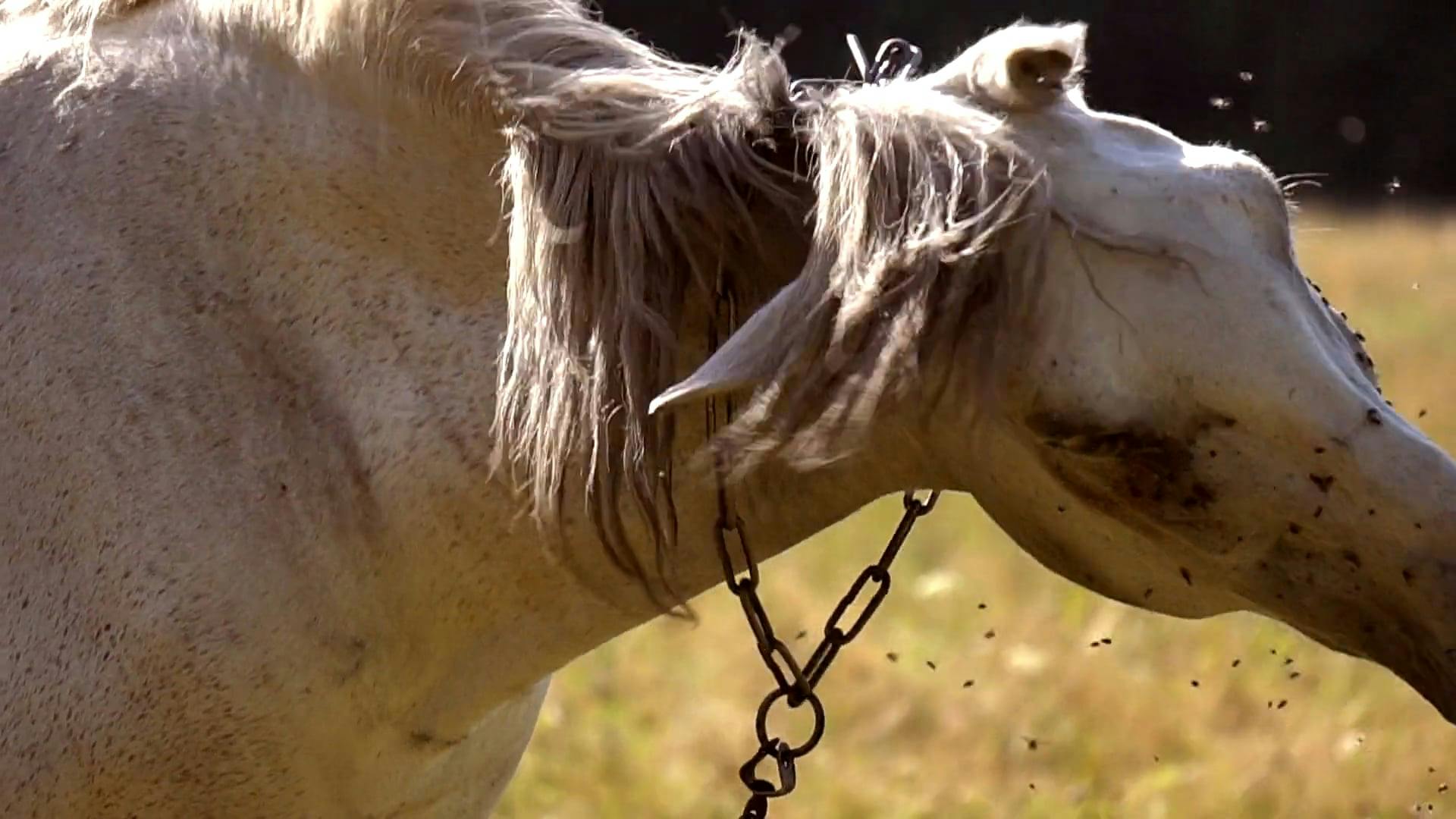 Pester Videos, Download The BEST Free 4k Stock Video Footage & Pester ...