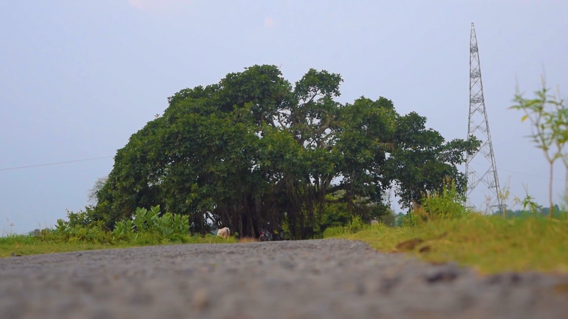 Video of a Banyan Tree · Free Stock Video