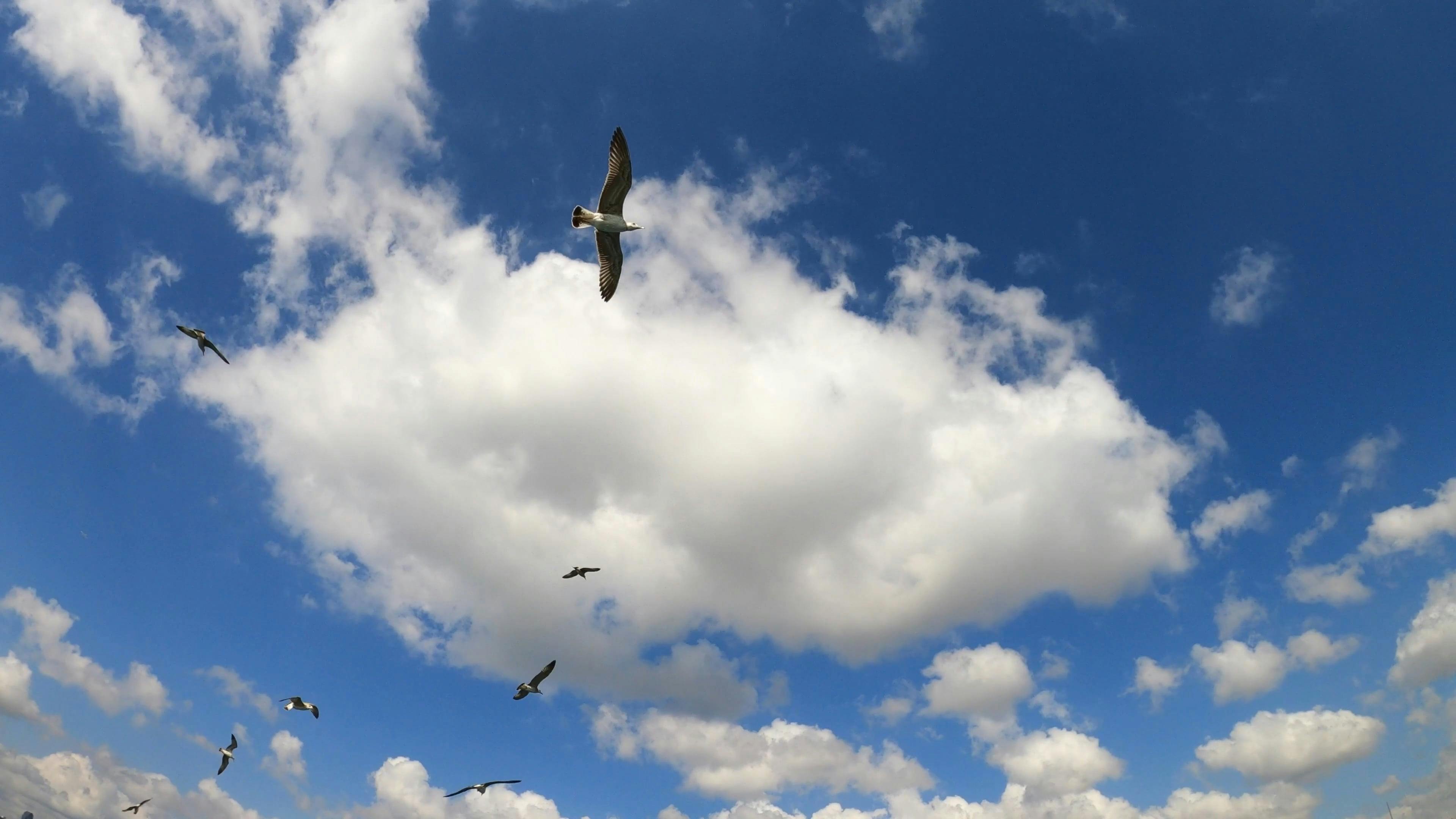A Kettle Of Sea Birds Soaring In The Air Free Stock Video Footage ...