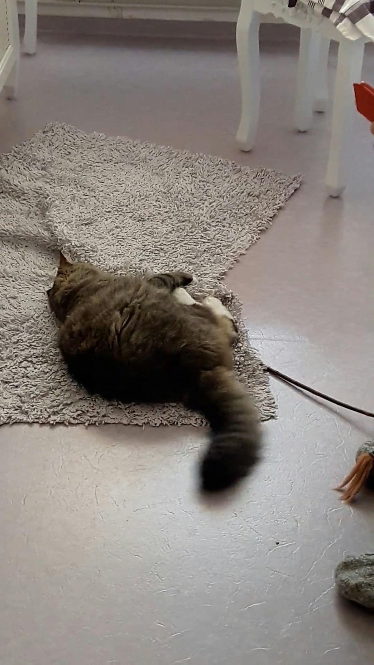 Funny Cat Video Videos, Download The BEST Free 4k Stock Video Footage ...