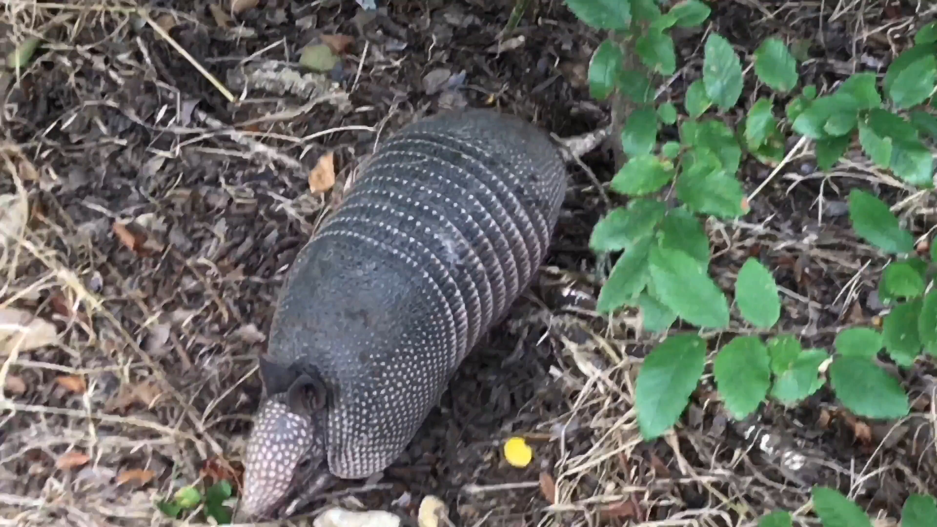 A Nine Banded Armadillo Searching for Food · Free Stock Video