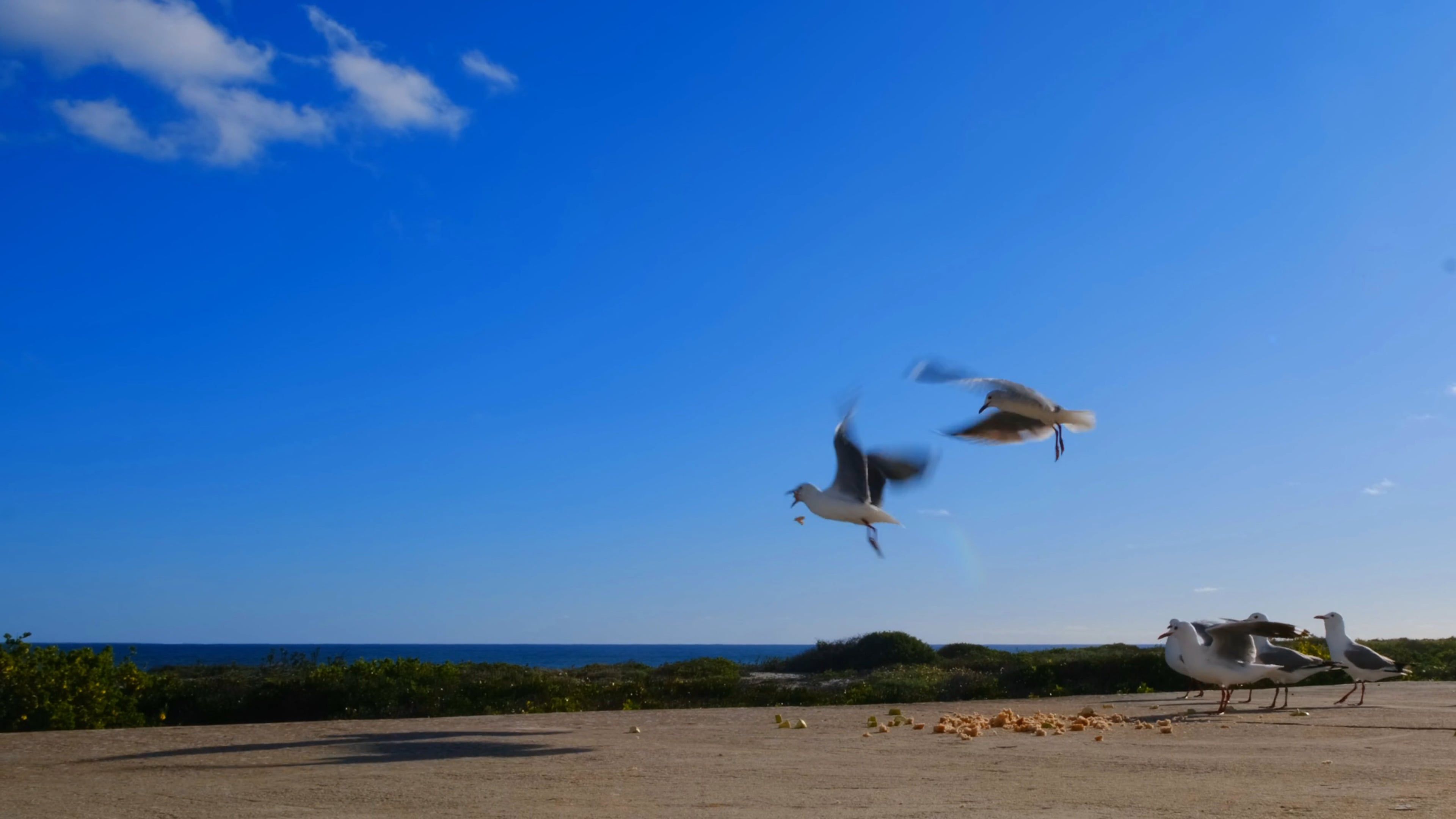 Birds Eating Together Free Stock Video Footage, Royalty-Free 4K & HD ...
