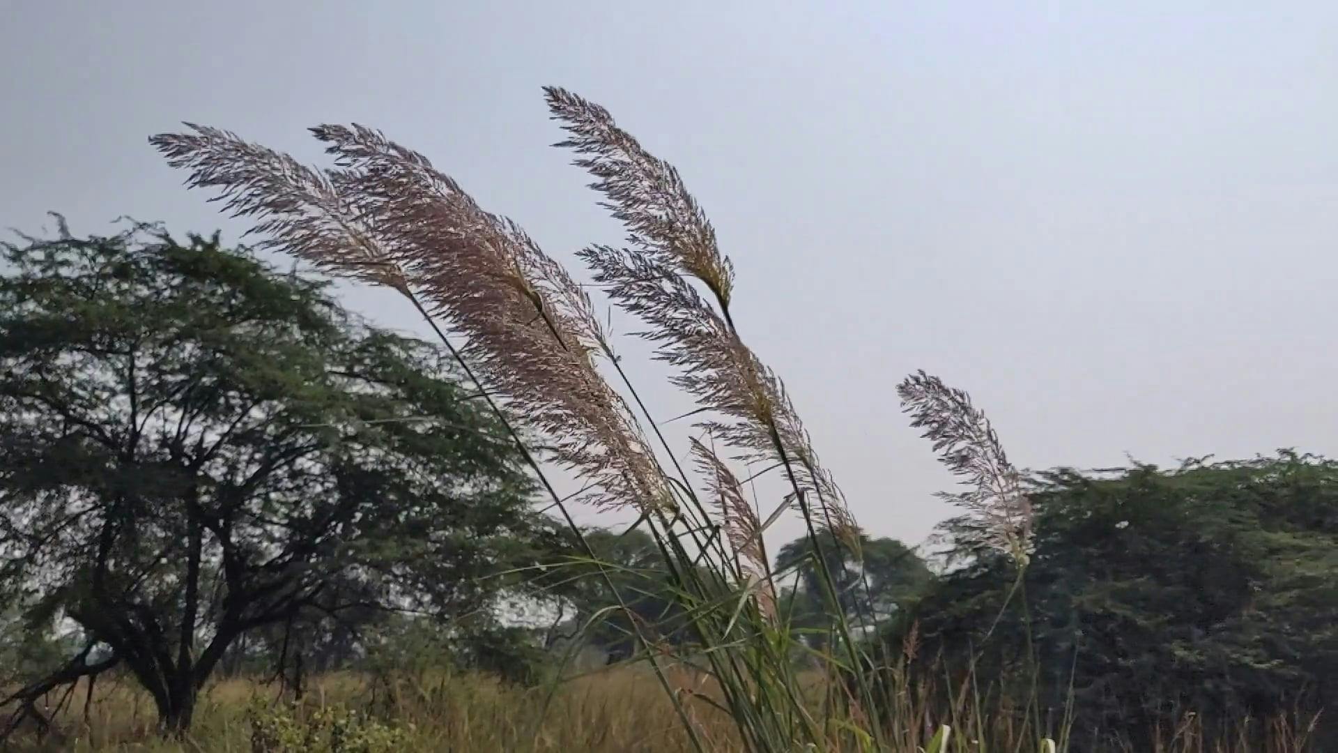 Swaying Tall Grass from a Wind Free Stock Video Footage, Royalty-Free ...