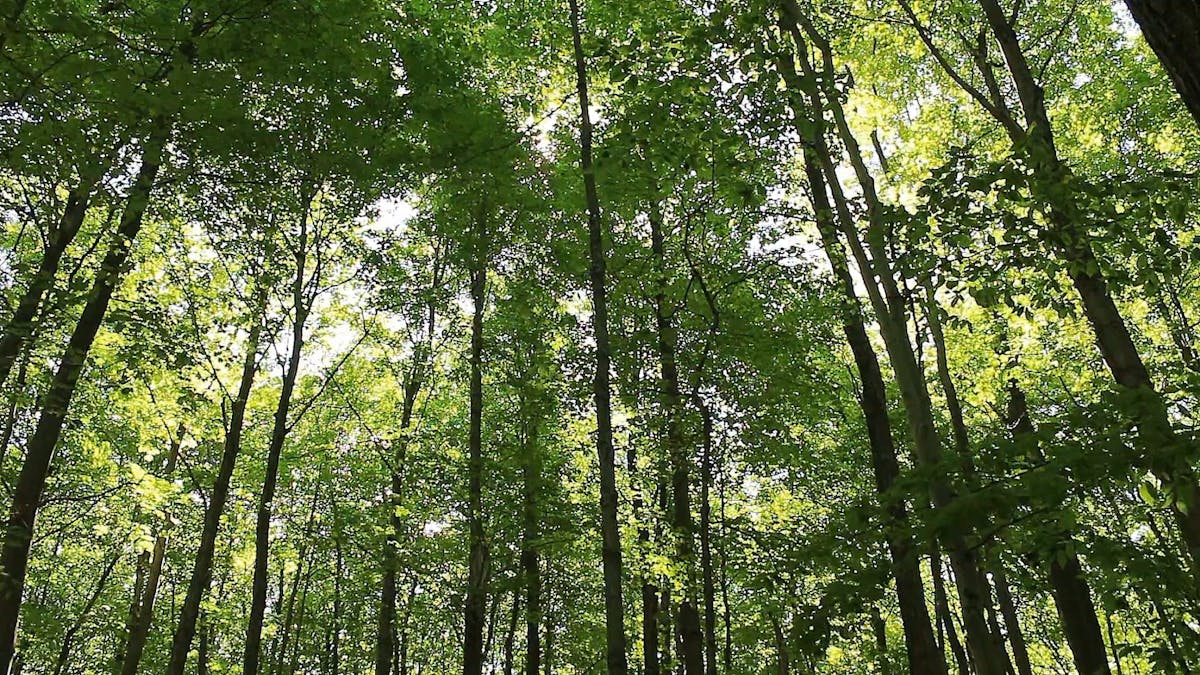 Windy Forest Videos, Download The BEST Free 4k Stock Video Footage ...