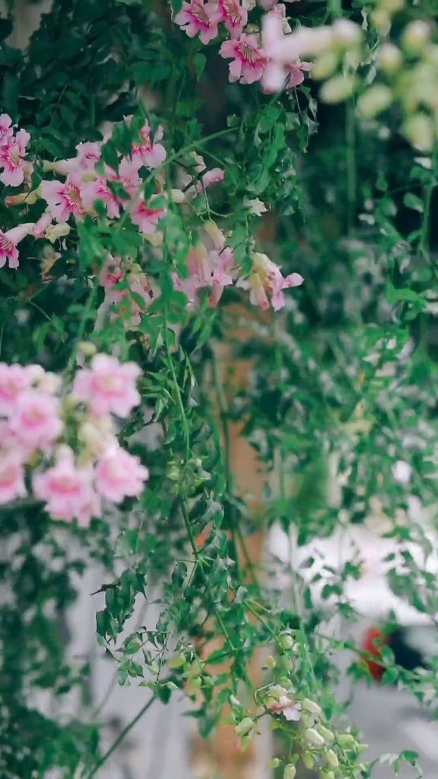 Flower Bookey Photos, Download The BEST Free Flower Bookey Stock Photos ...