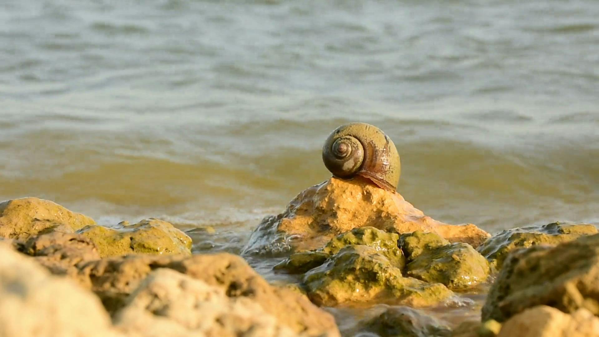 Video of a Snail at the Coast of Rocky Beach · Free Stock Video