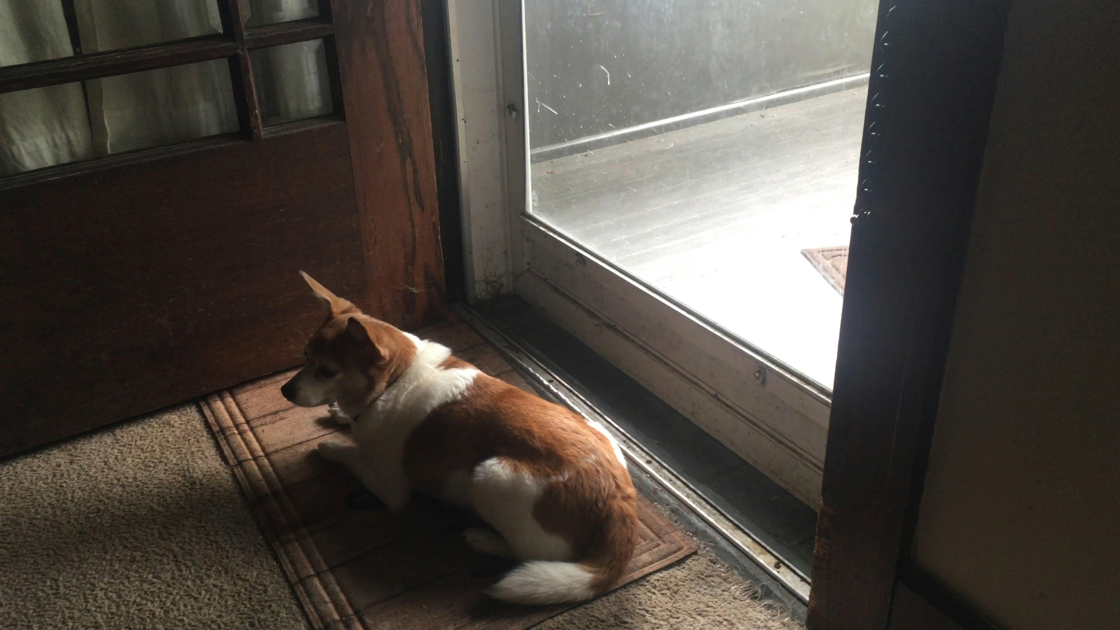 Dog Staying in Front of the Entrance Door · Free Stock Video