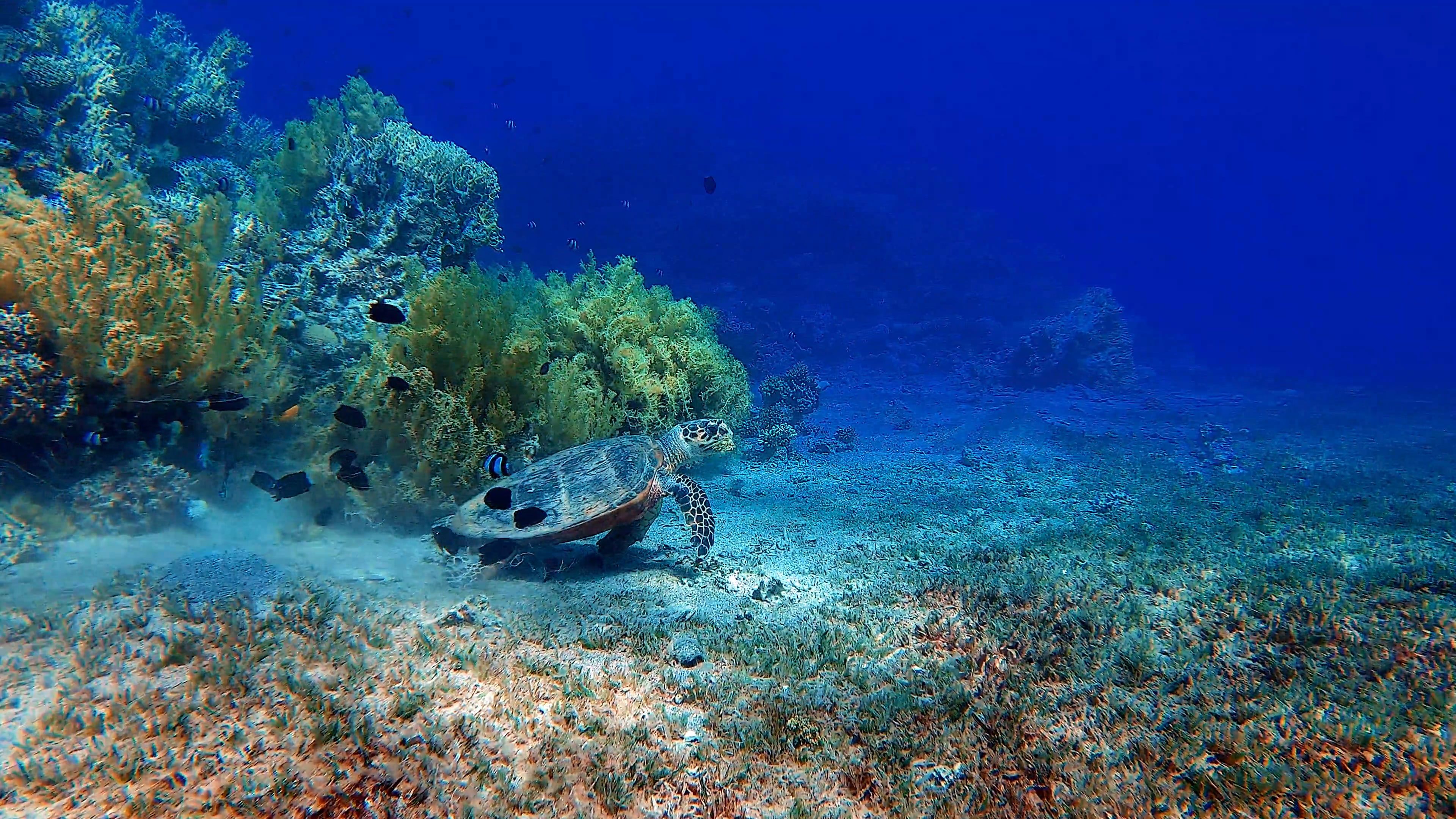 Underwater Landscape Videos, Download The BEST Free 4k Stock Video ...