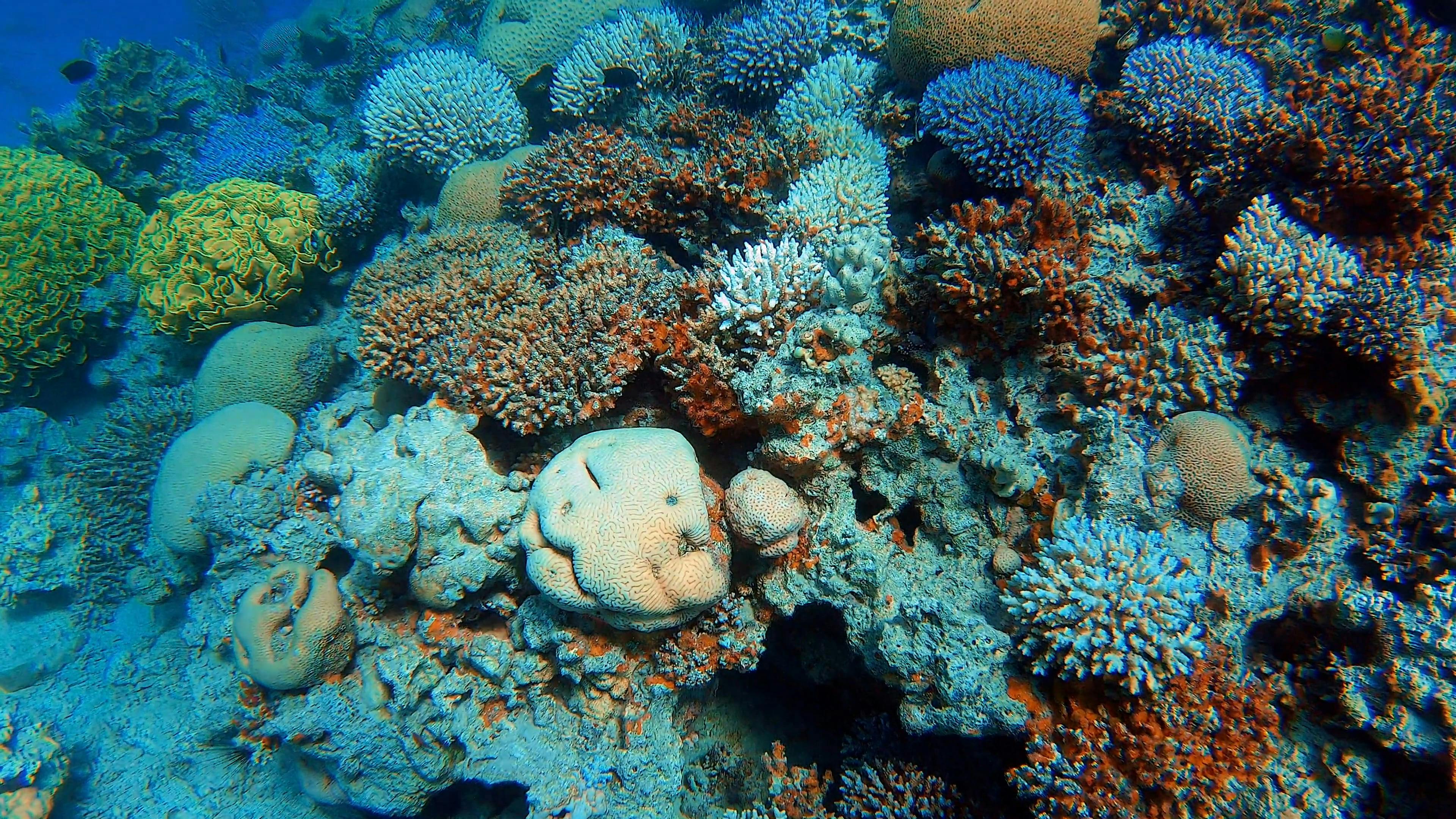 Corals Under The Sea Free Stock Video Footage, Royalty-Free 4K & HD ...