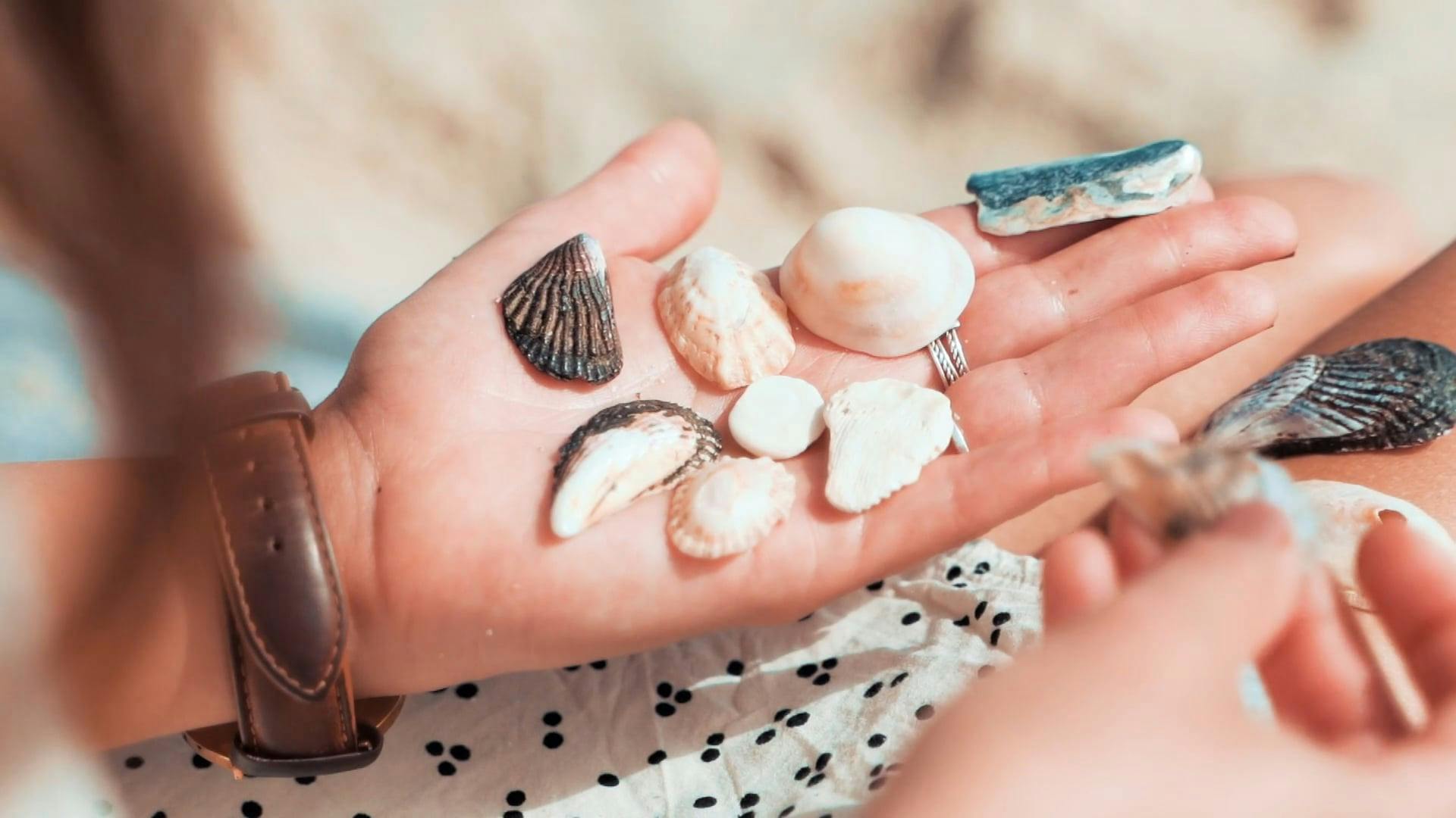 Shells Photography Videos, Download The BEST Free 4k Stock Video ...