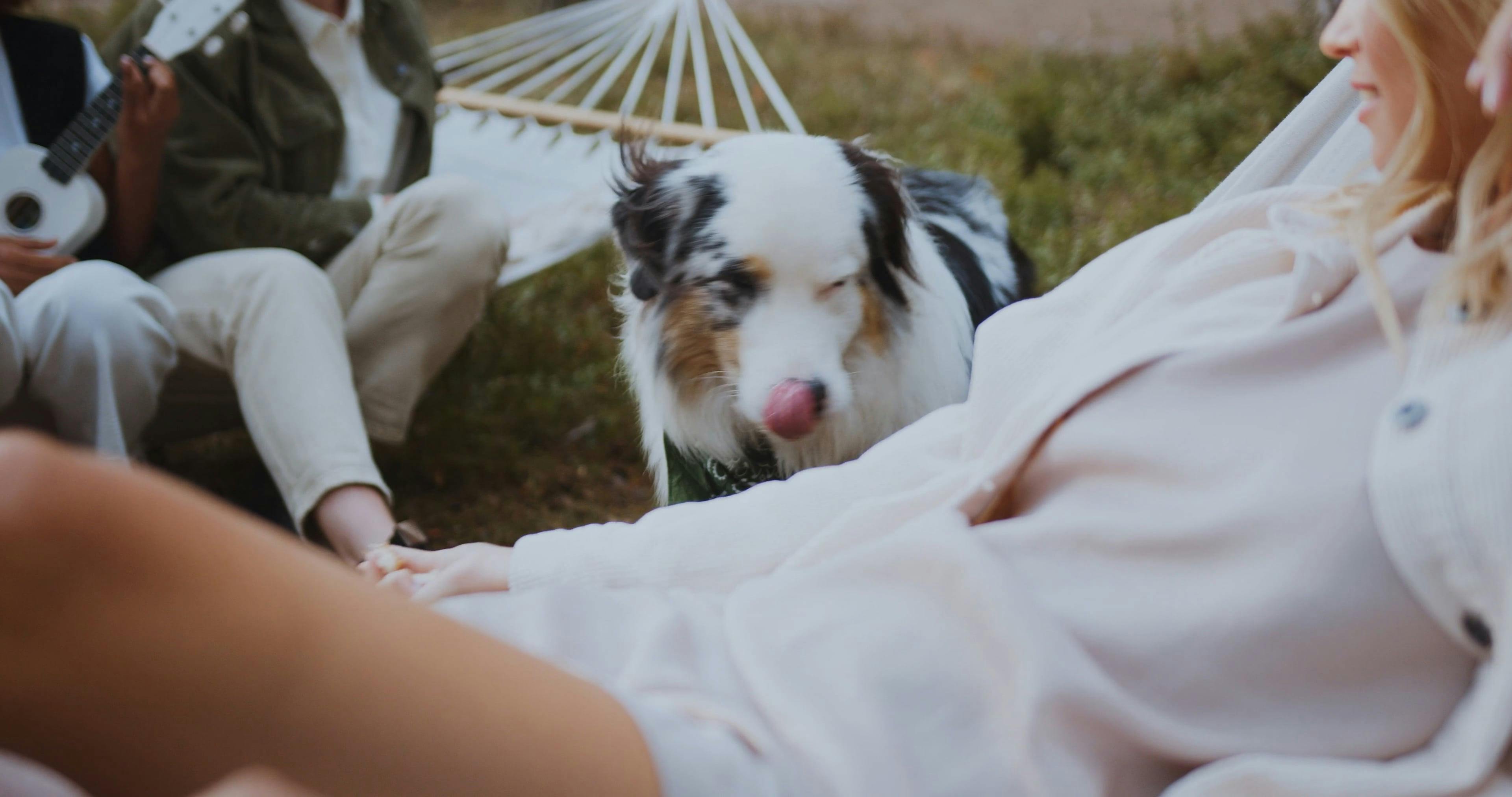 Song Lay Videos, Download The BEST Free 4k Stock Video Footage & Song ...