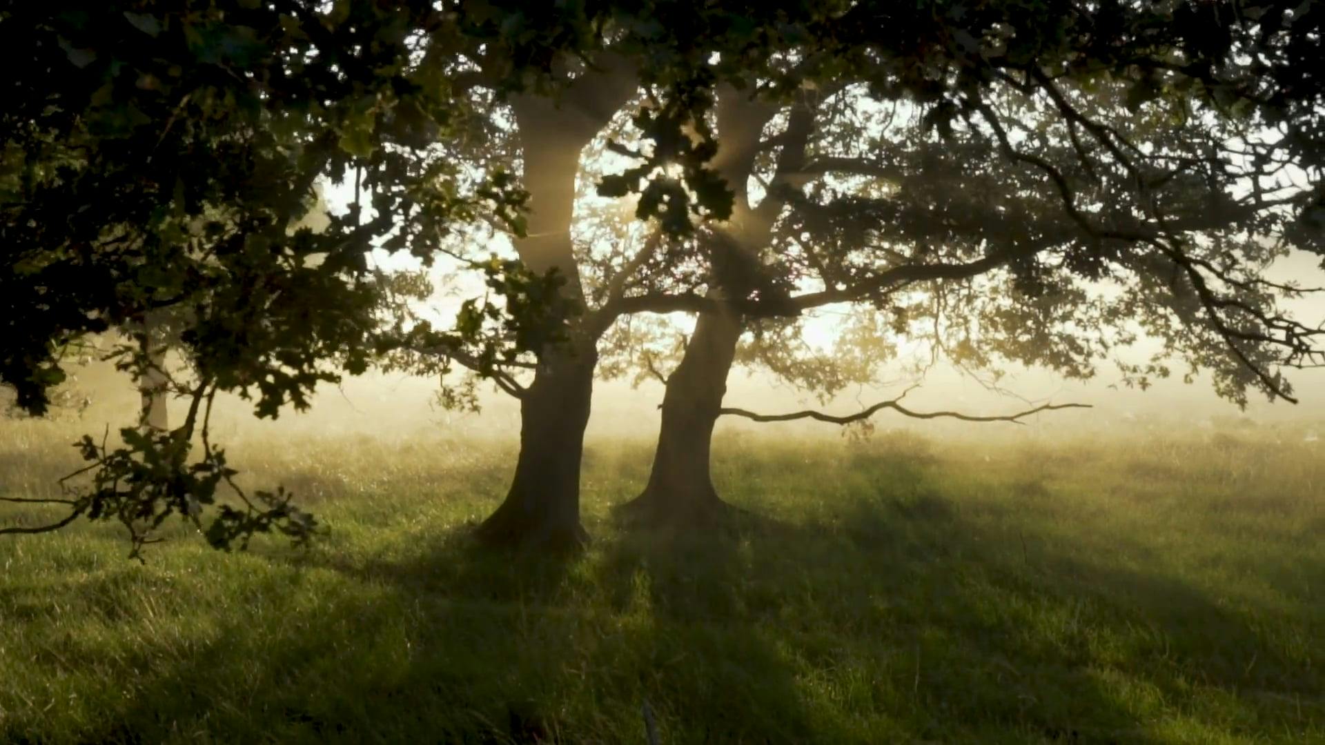 Nature Videos, Download The BEST Free 4k Stock Video Footage & Nature ...