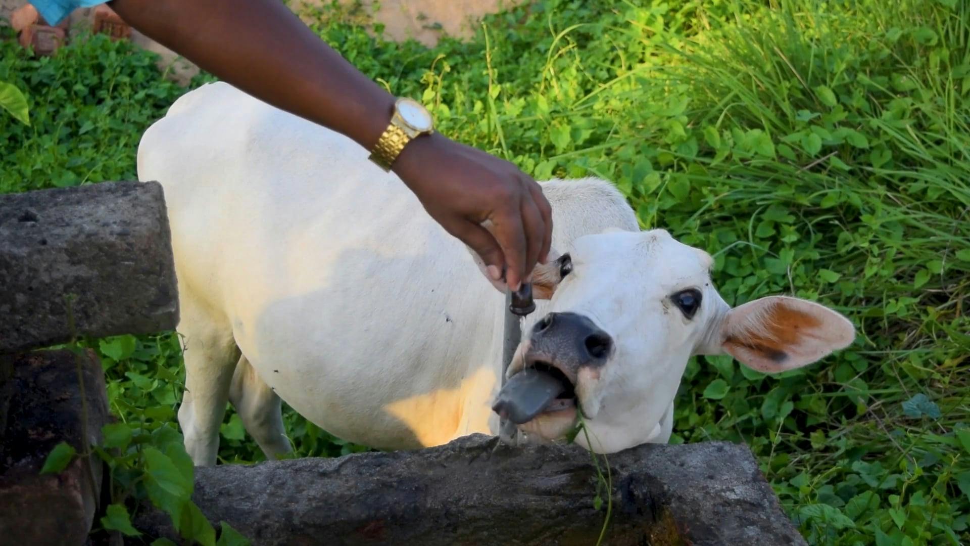 Indian Cow Videos, Download The BEST Free 4k Stock Video Footage ...