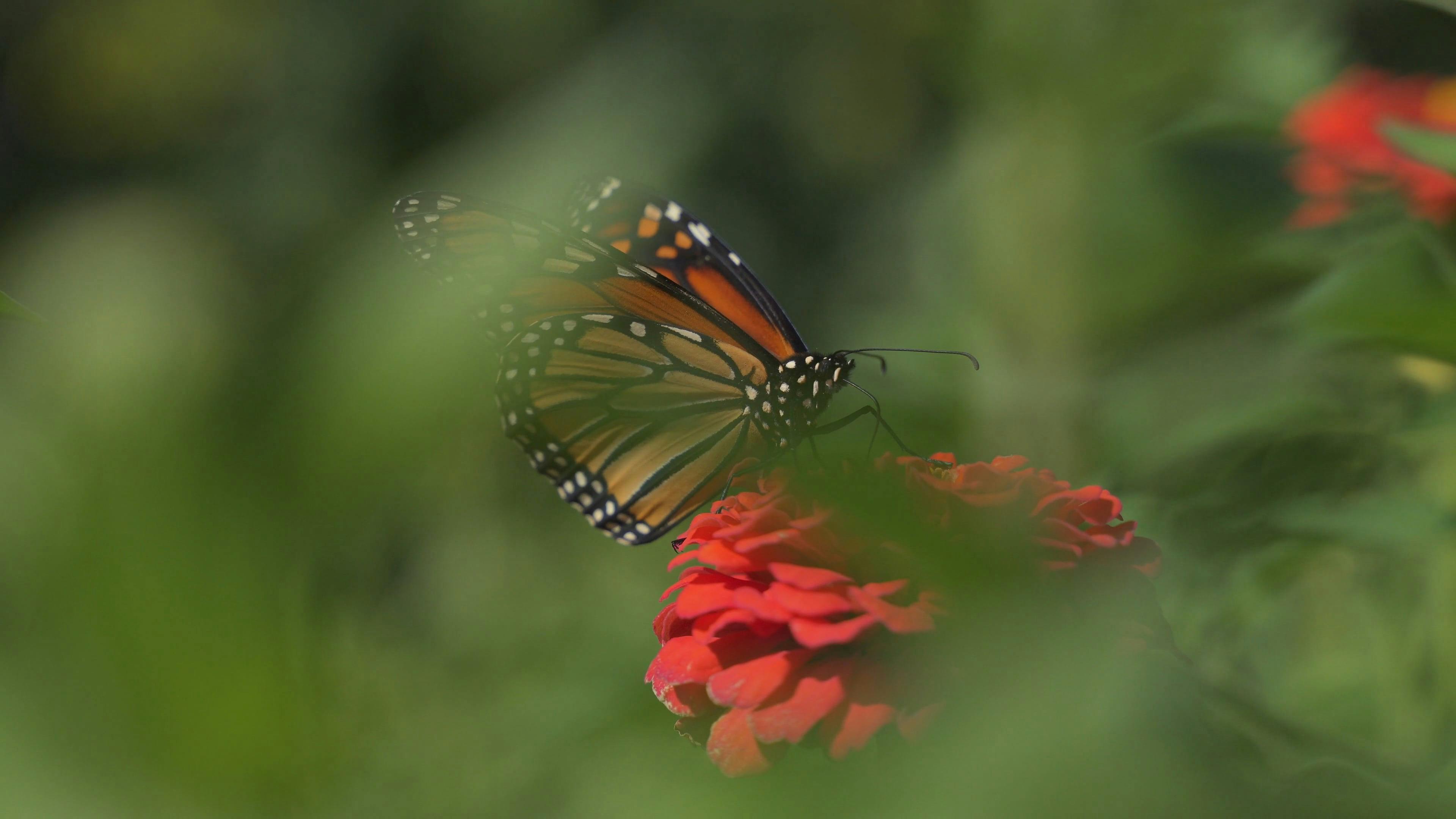 Slow Motion Footage Of A Monarch Butterfly On Cluster Of Flowers Free ...