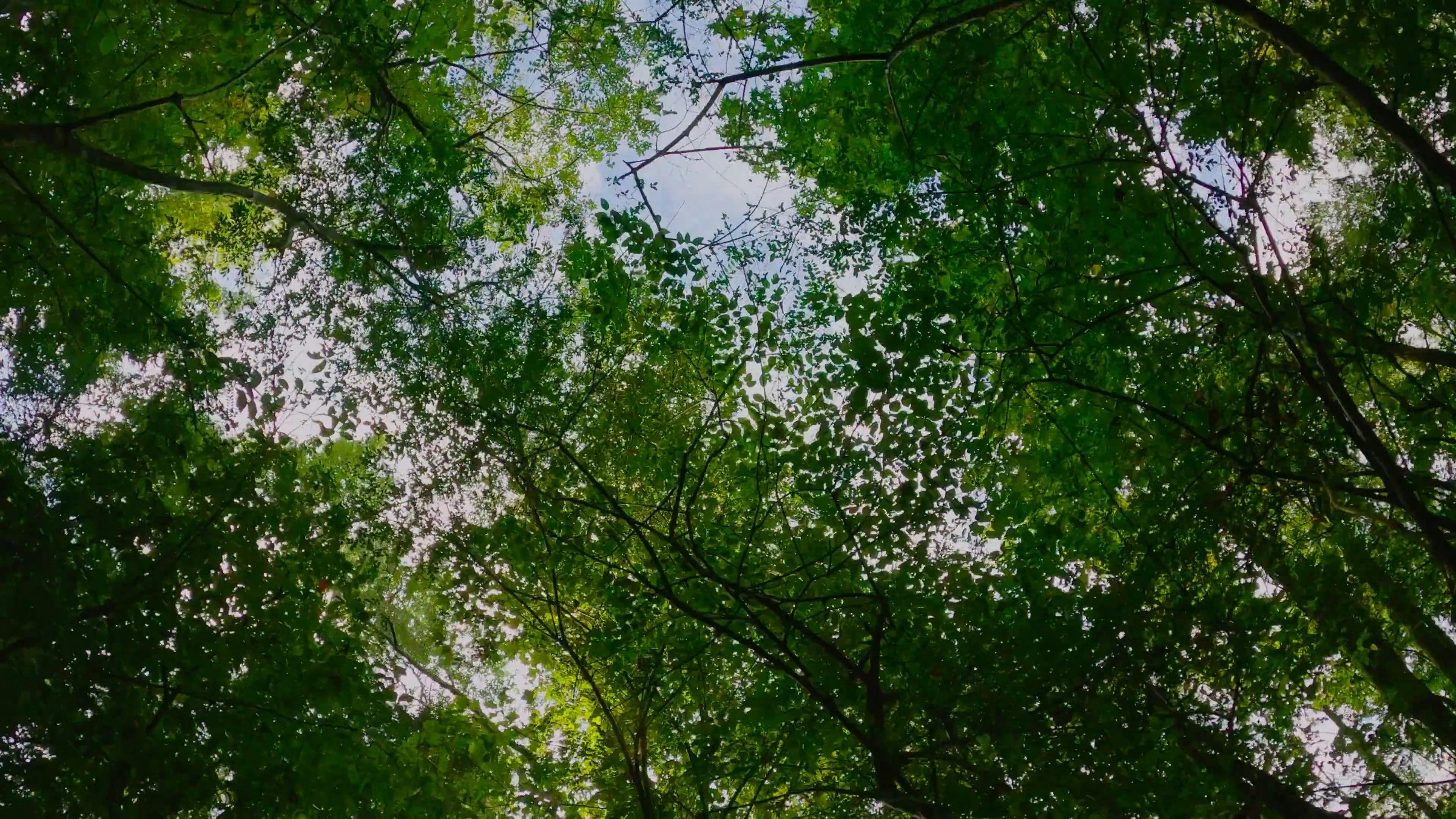 Scenery of Trees in a Forest Free Stock Video Footage, Royalty-Free 4K ...