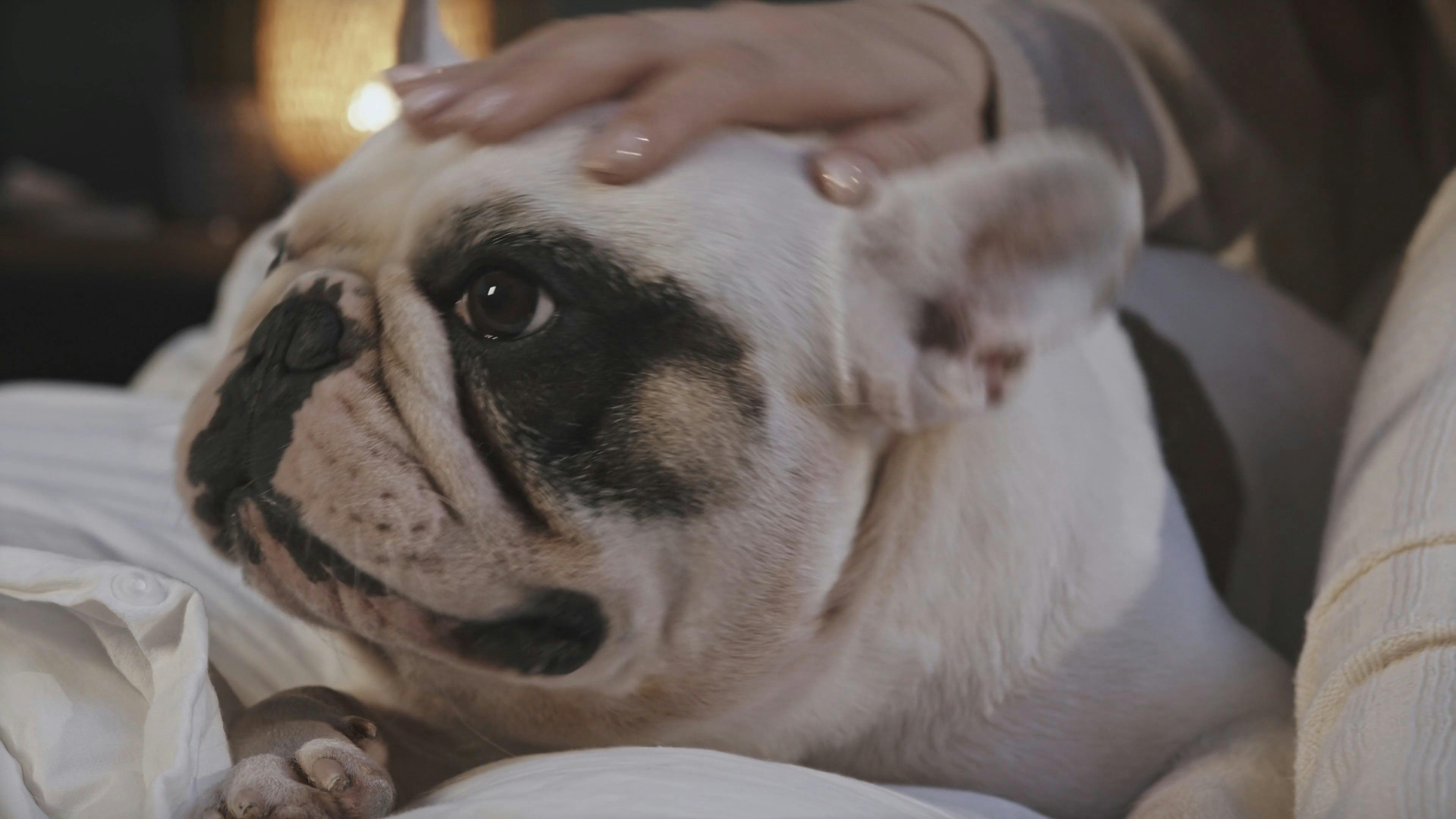 A Dog Getting Petted By Its Owner Free Stock Video Footage, Royalty ...